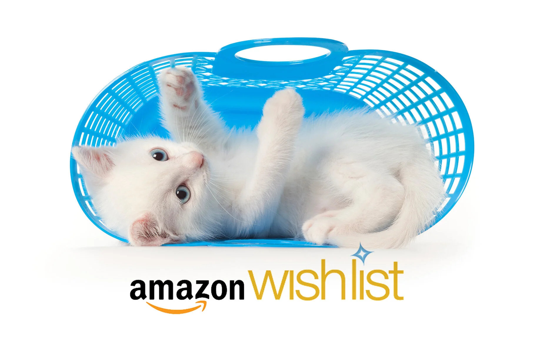 Adoptables — Newborn Feline Rescue