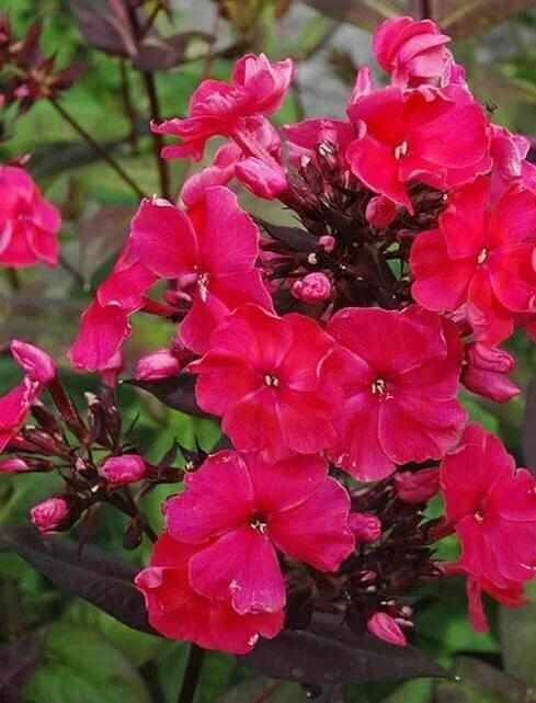 Red Phlox