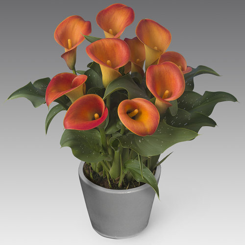 Captain Calla Cheerio® — ThinkPlants