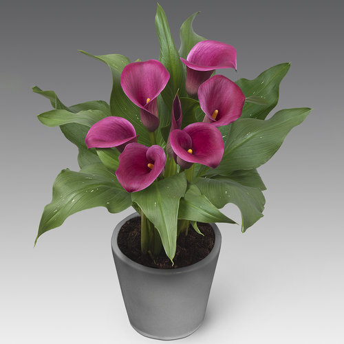 Captain Calla Cheerio® — ThinkPlants