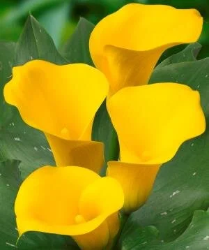 Captain Calla Cheerio® — ThinkPlants