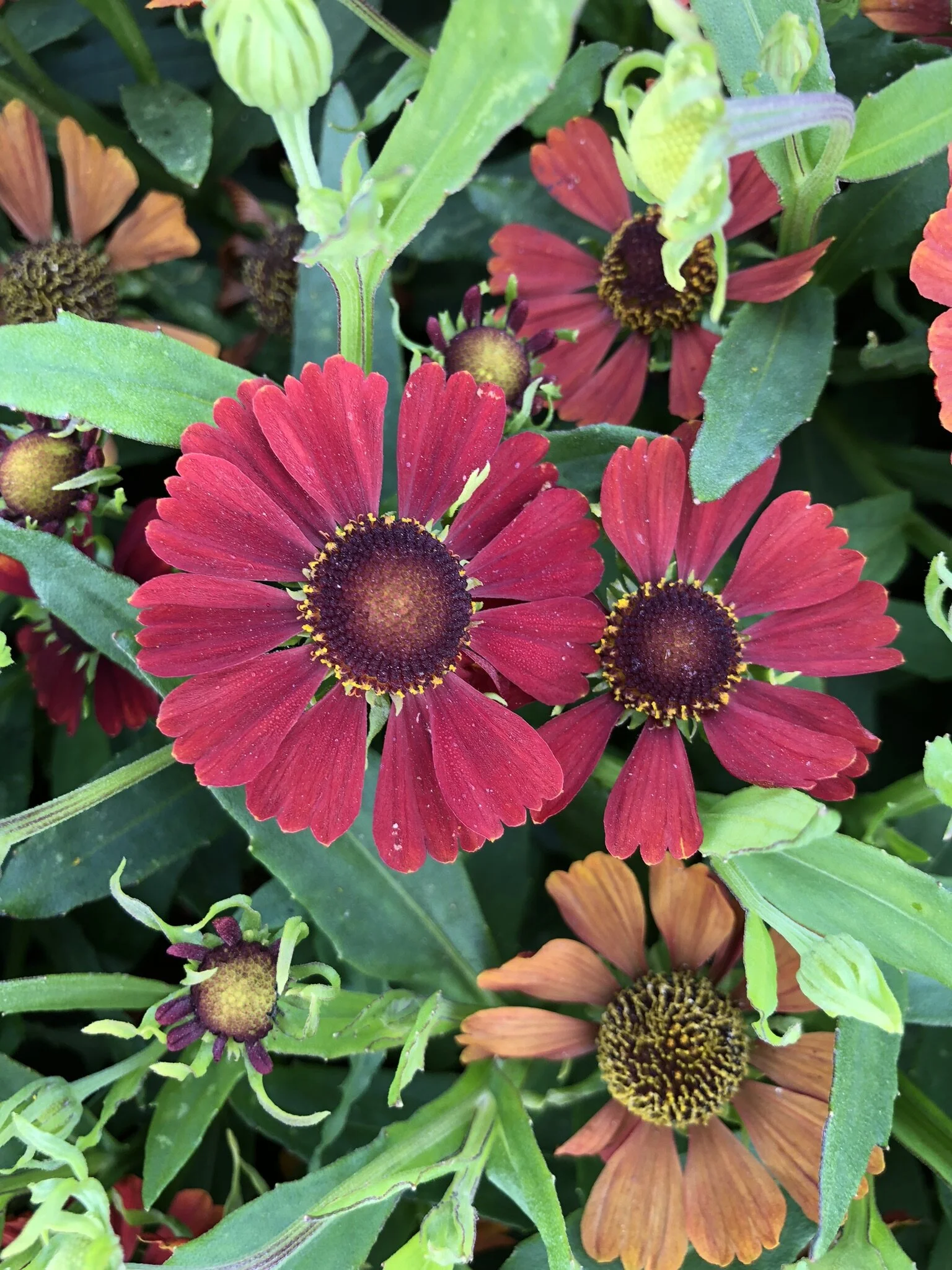 Helenium autumnale HayDay™ Red — ThinkPlants