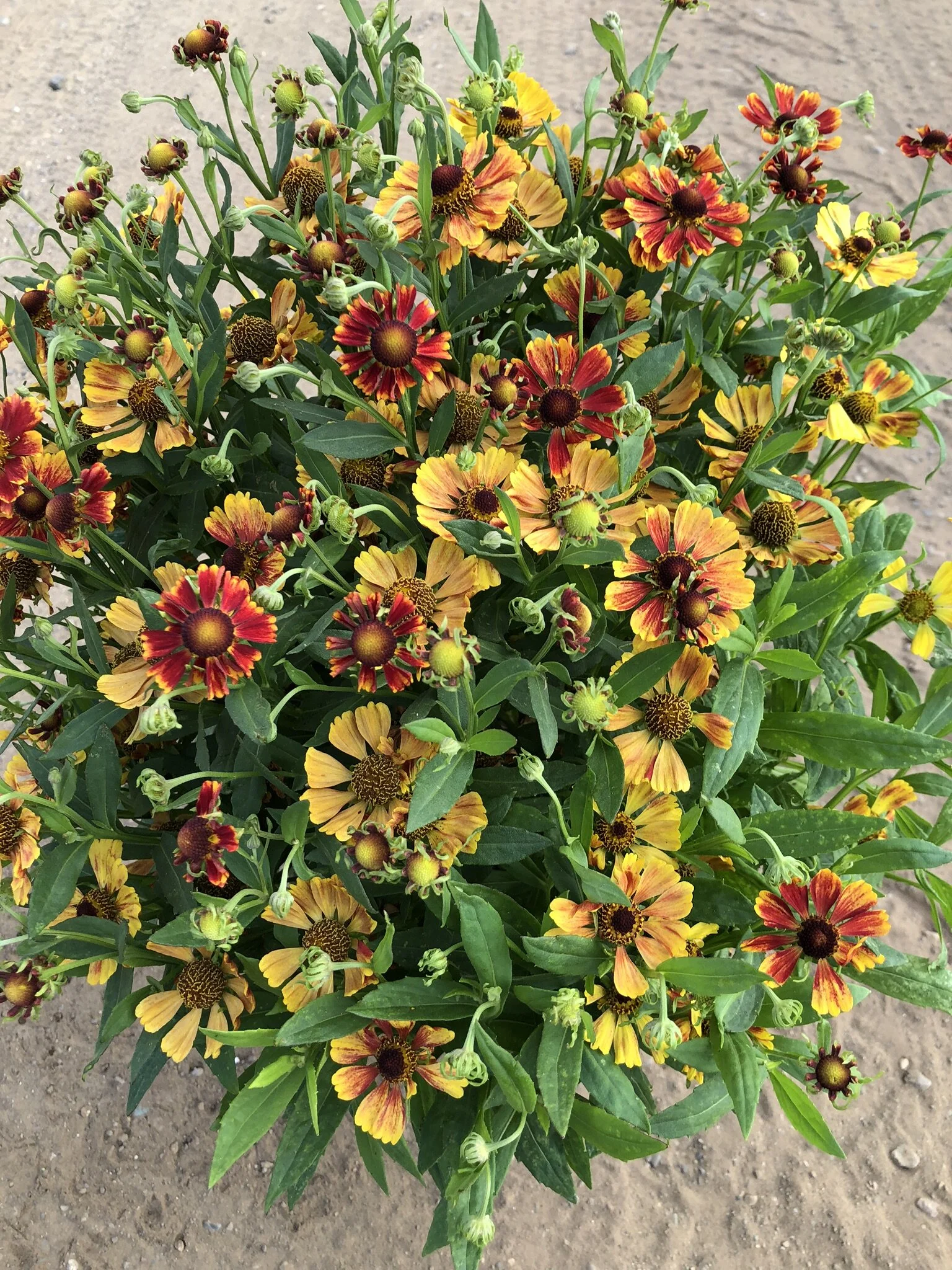Helenium autumnale HayDay™ Red Bicolor — ThinkPlants