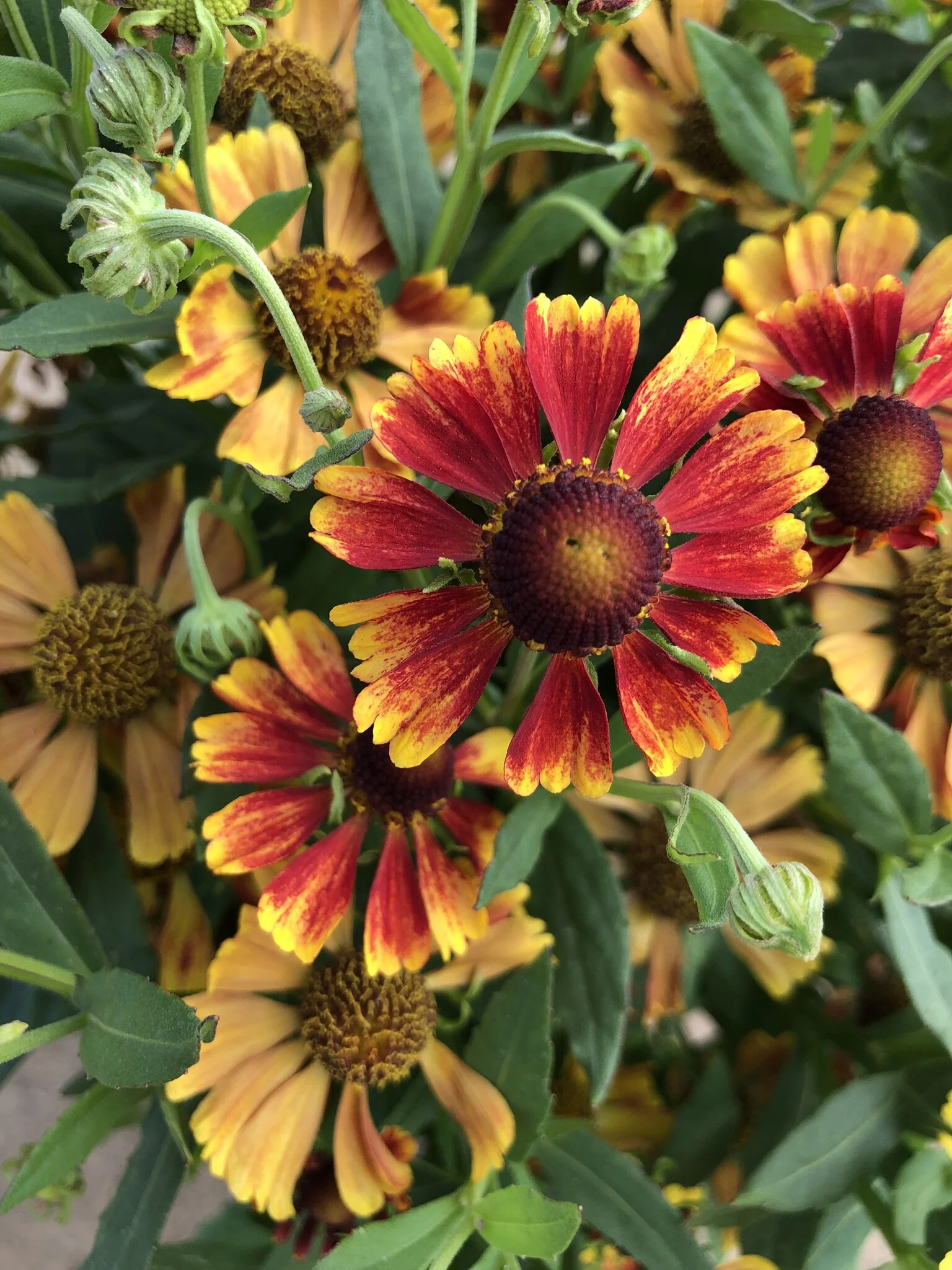 Helenium autumnale HayDay™ Red Bicolor — ThinkPlants