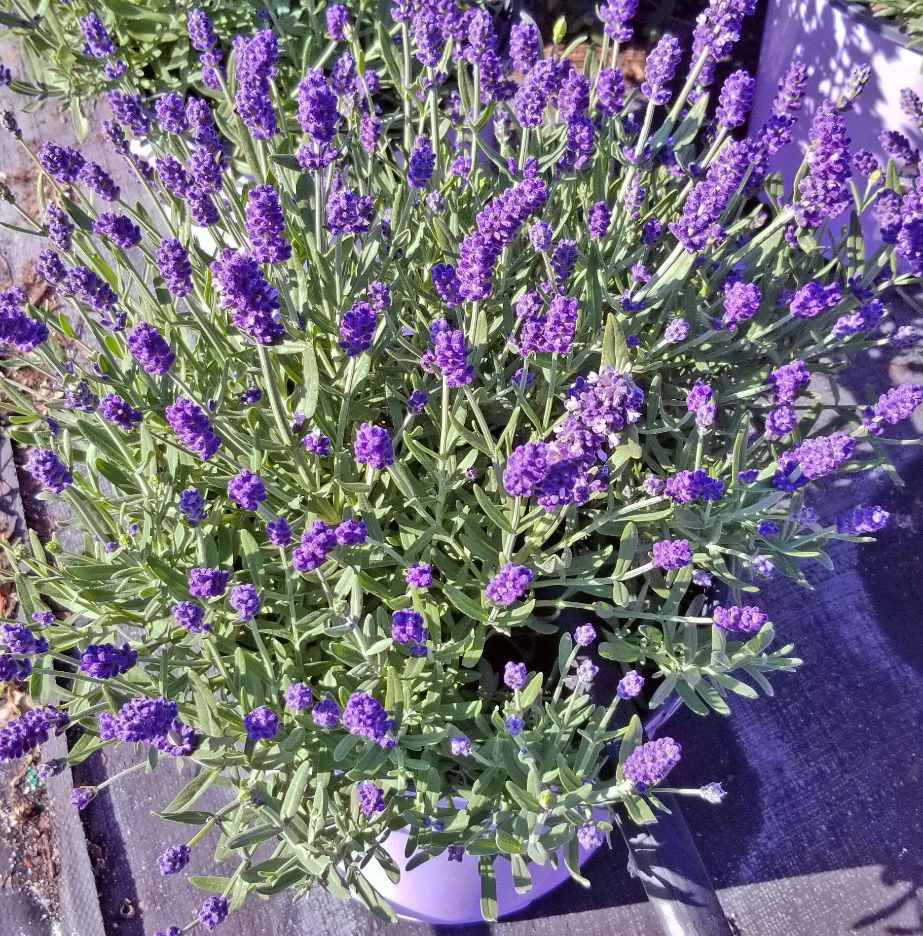 Лаванда эрли блю описание - фото