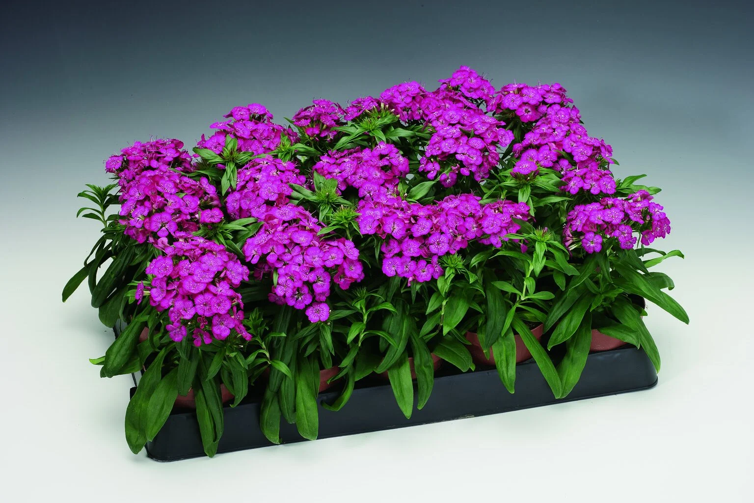 Dianthus barbatus Barbarini® Mix — ThinkPlants