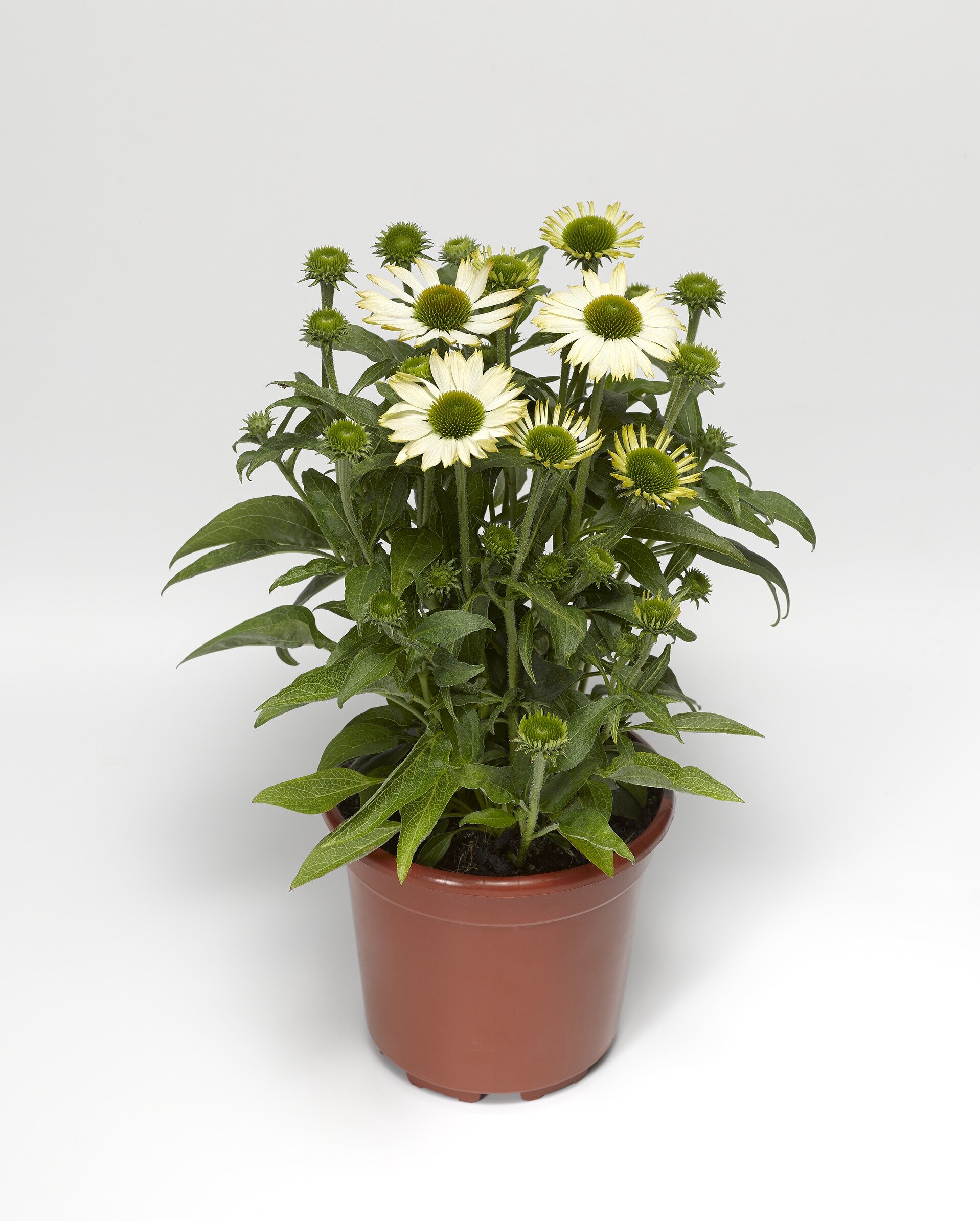 Echinacea purpurea Prairie Splendor™ Compact Dark Rose — ThinkPlants