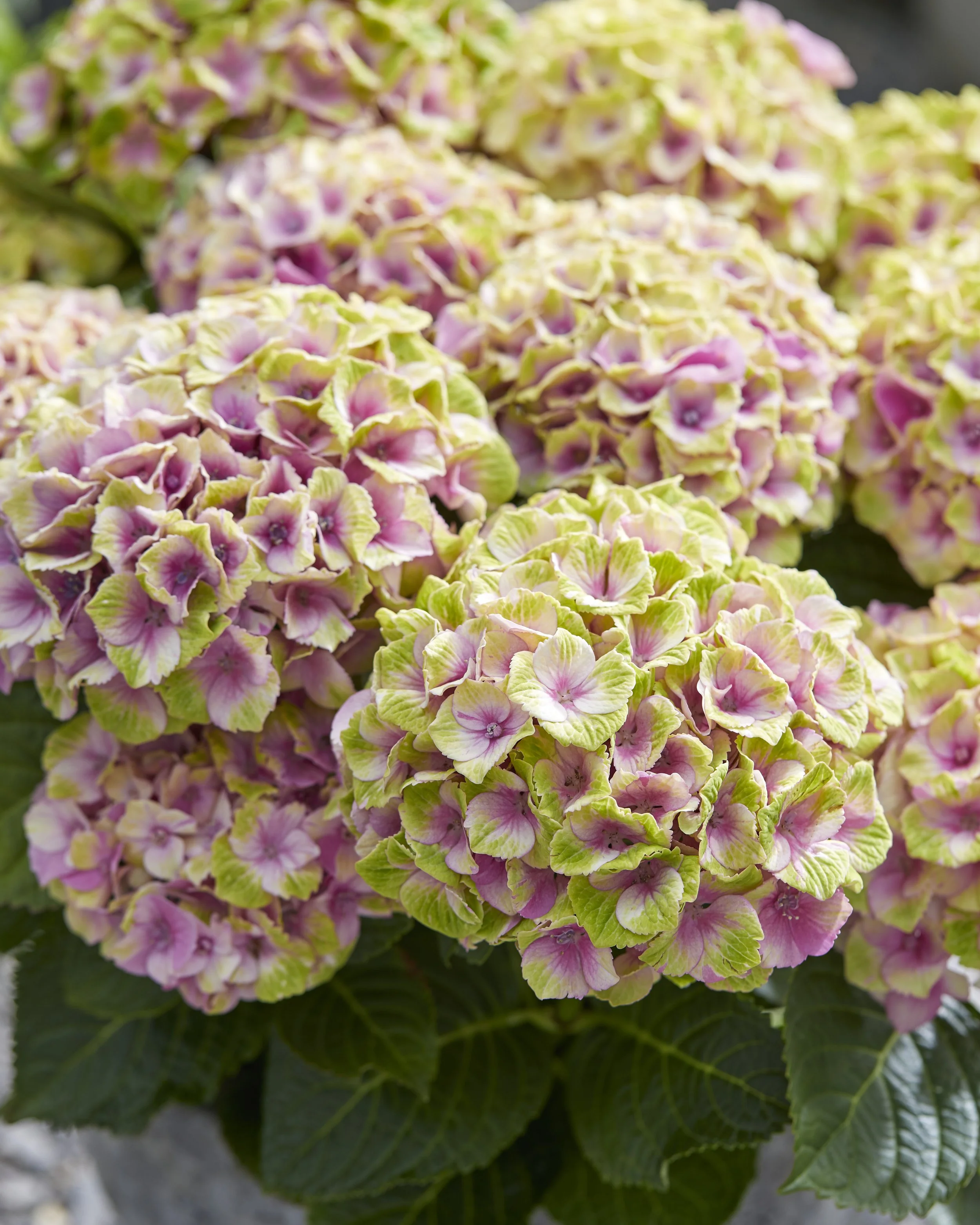 Hydrangea — Plants — ThinkPlants