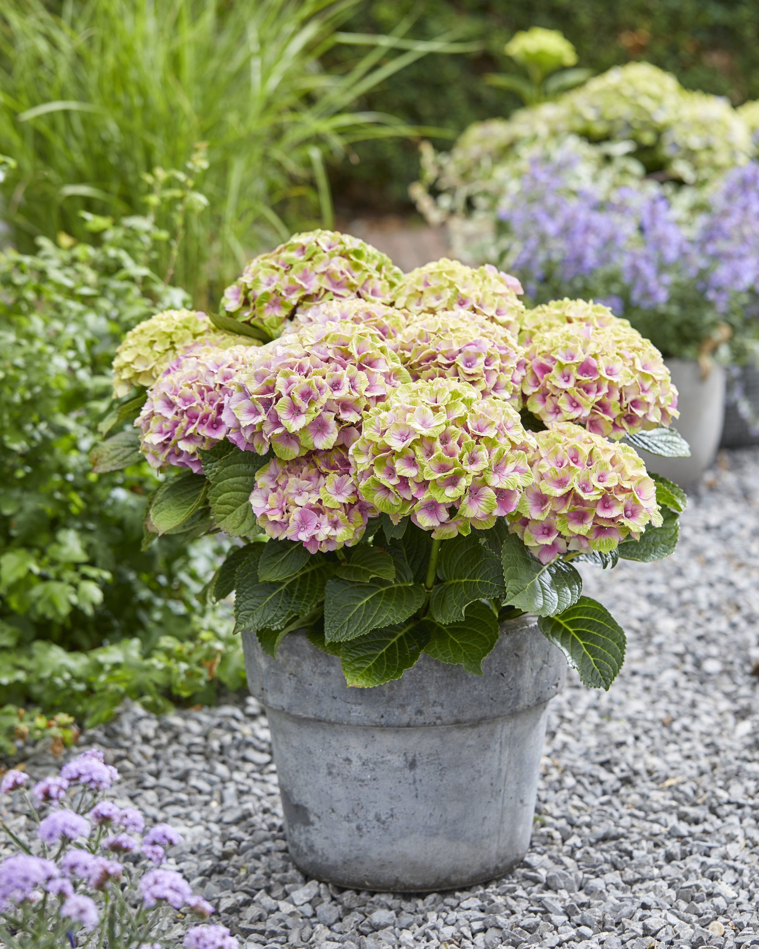 Hydrangea — Plants — ThinkPlants