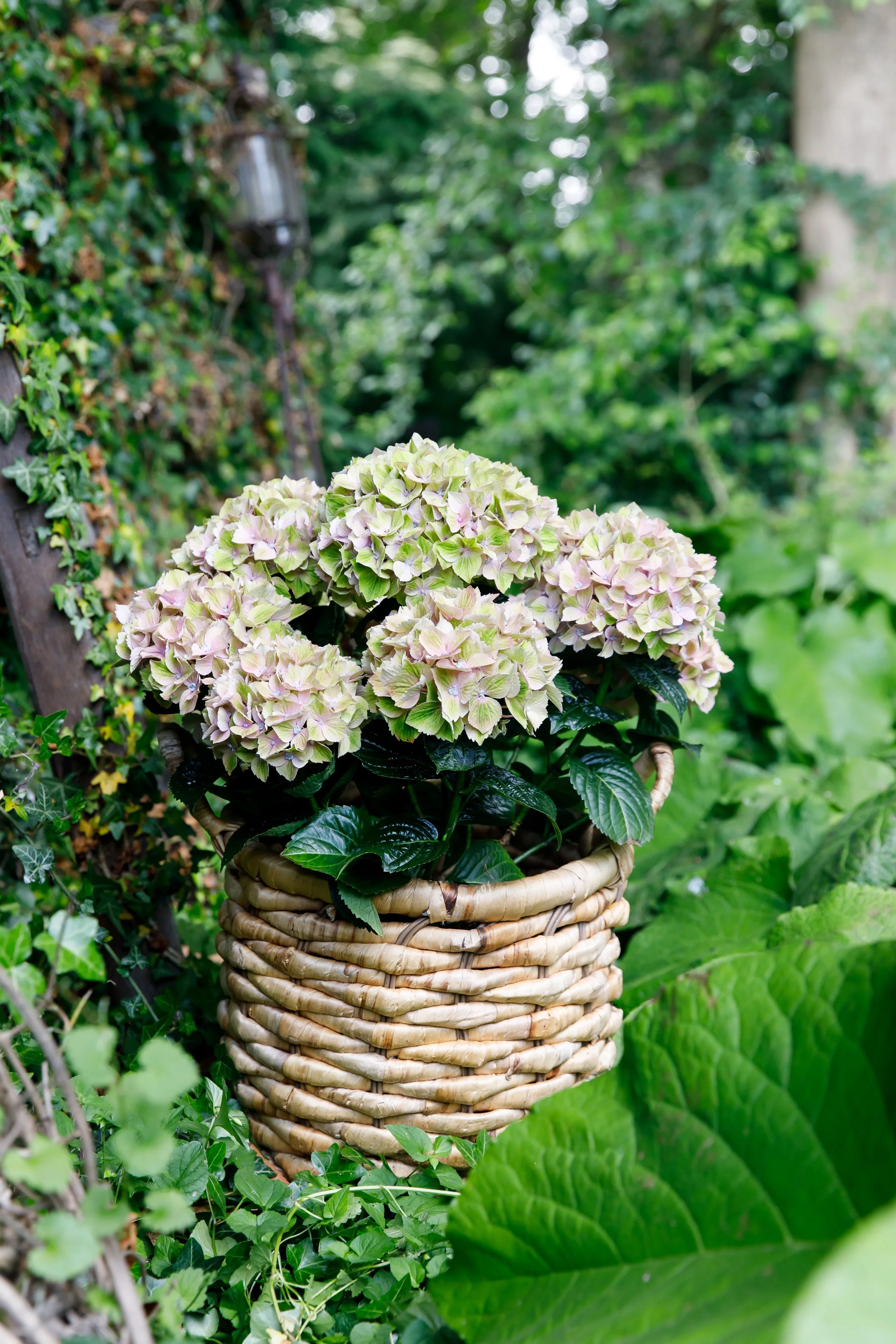 Hydrangea — Plants — ThinkPlants