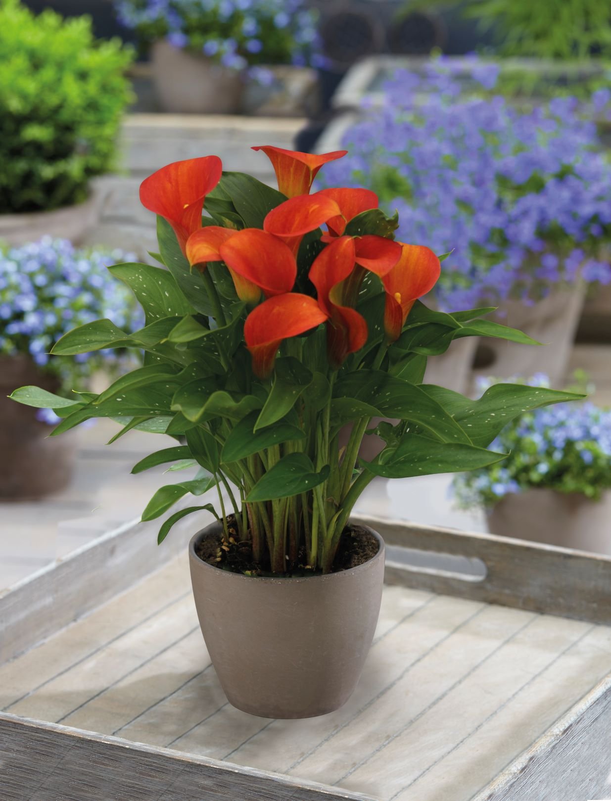 Captain Calla Cheerio® — ThinkPlants