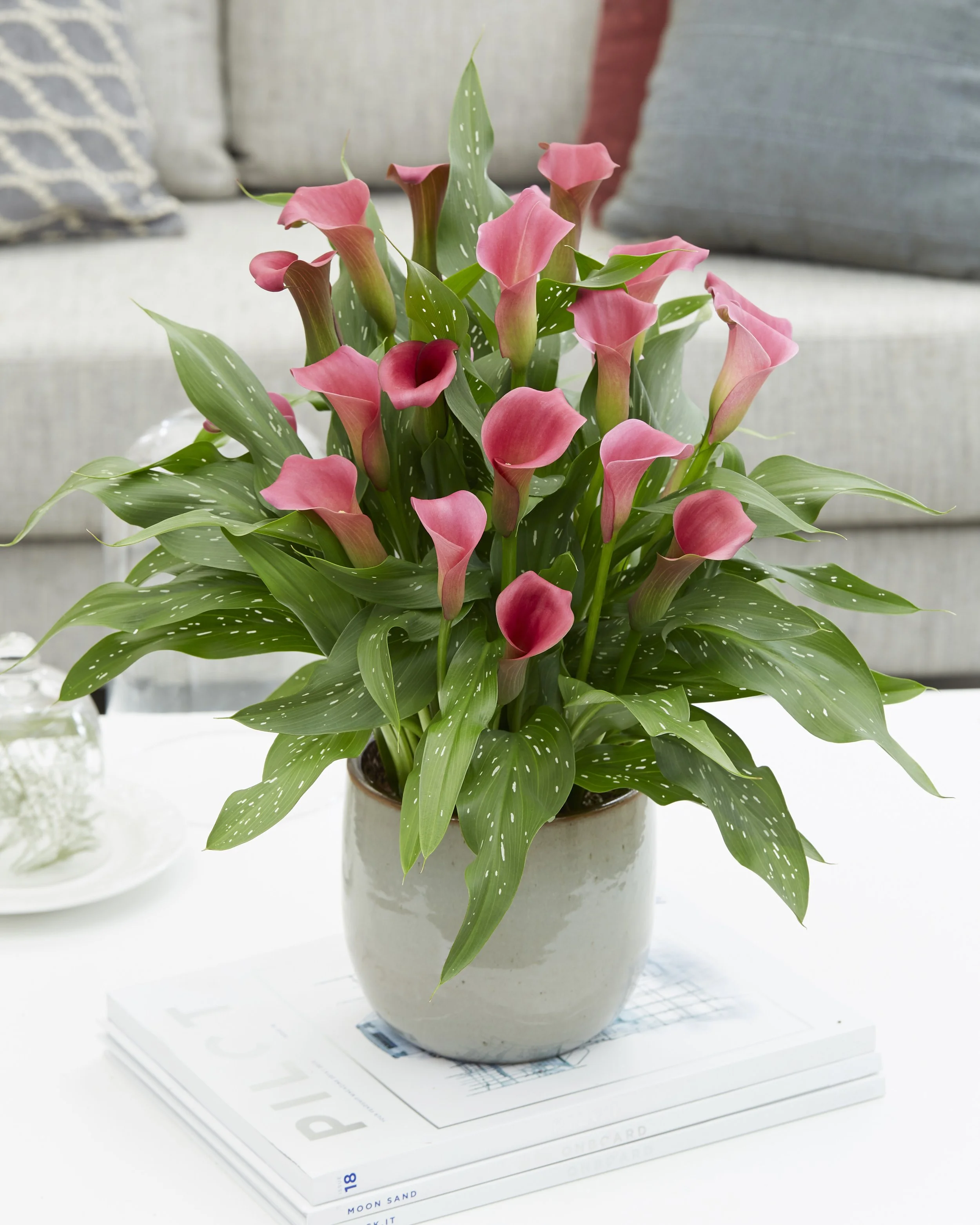Captain Calla Dynamo® — ThinkPlants