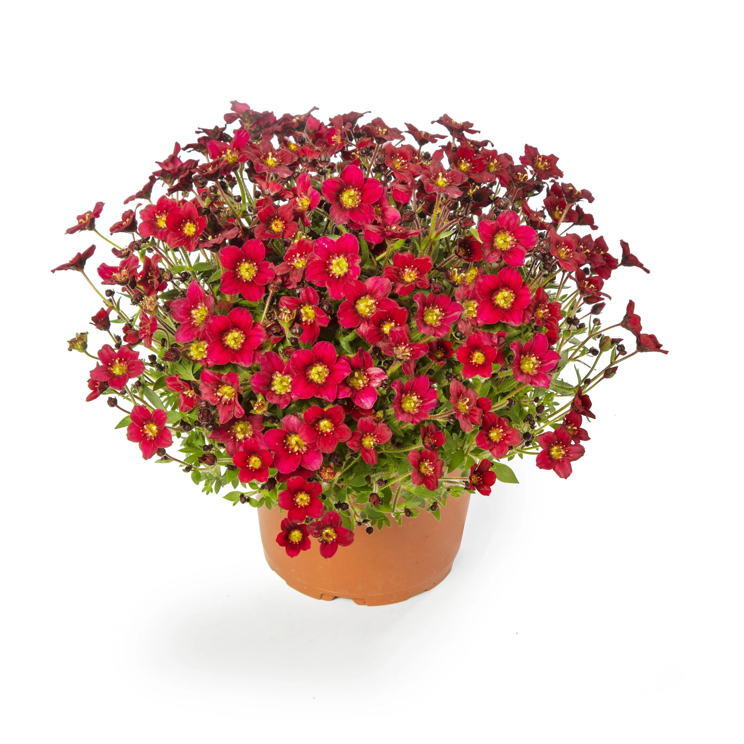 Saxifraga x arendsii Alpino™ Early Lime — ThinkPlants