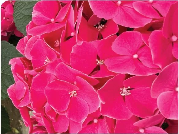 Hydrangea macrophylla My Beautiful™ Salmon Surprise PPAF — ThinkPlants