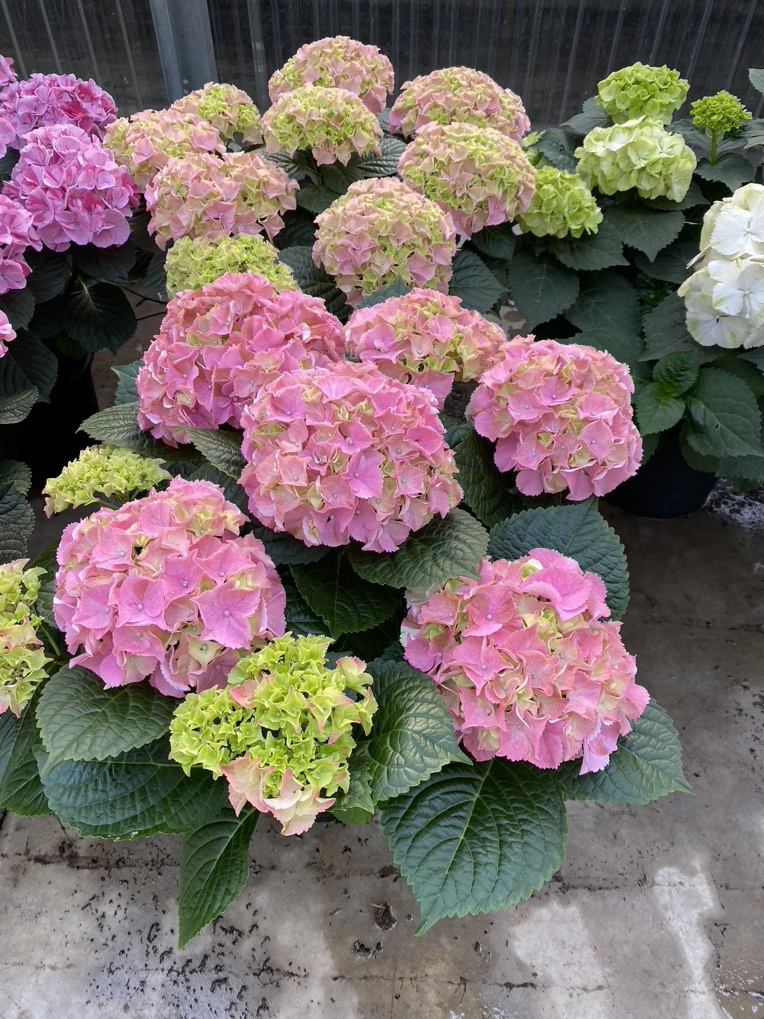 Hydrangea macrophylla My Beautiful Salmon Surprise PPAF — ThinkPlants