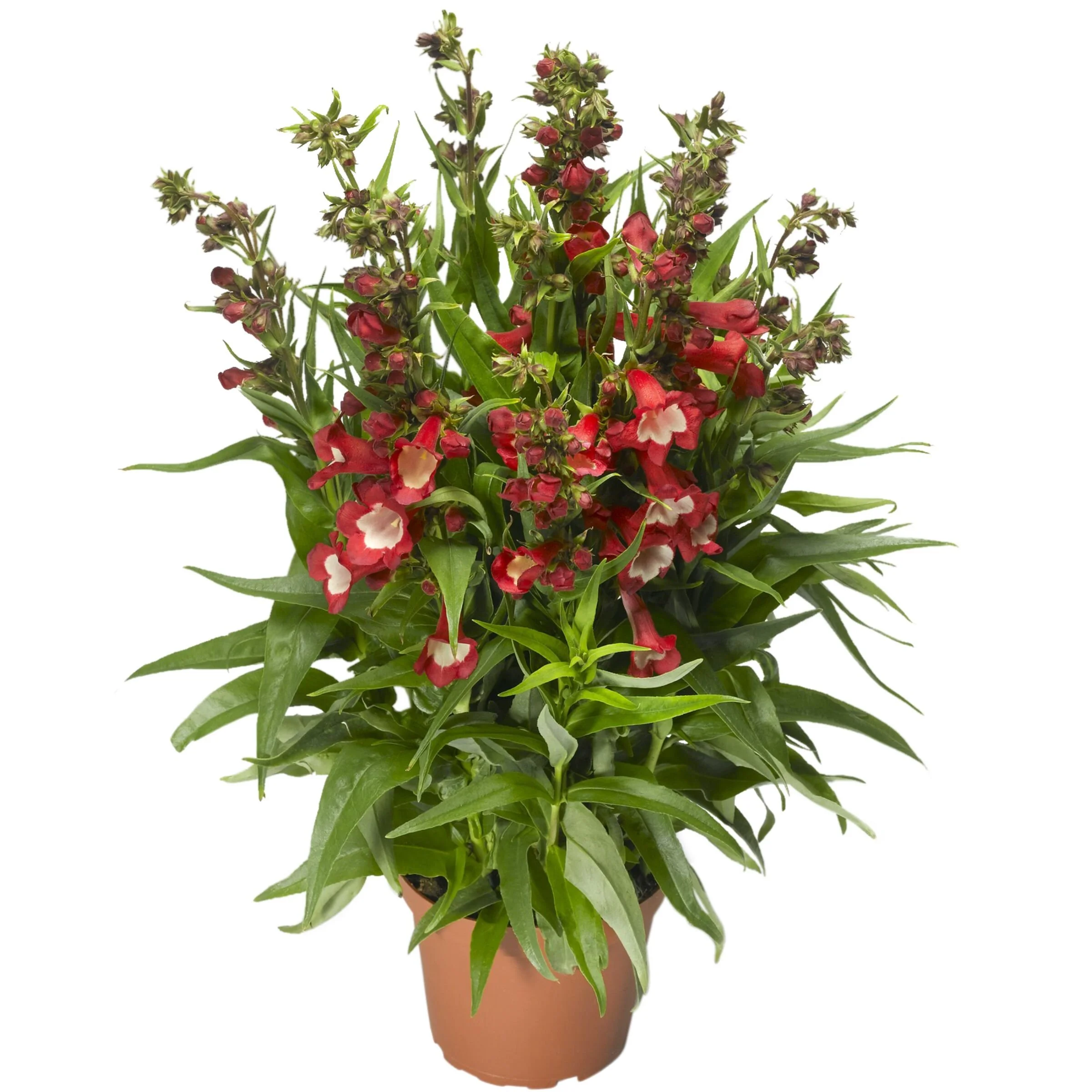 Penstemon Partybells™ Red — ThinkPlants