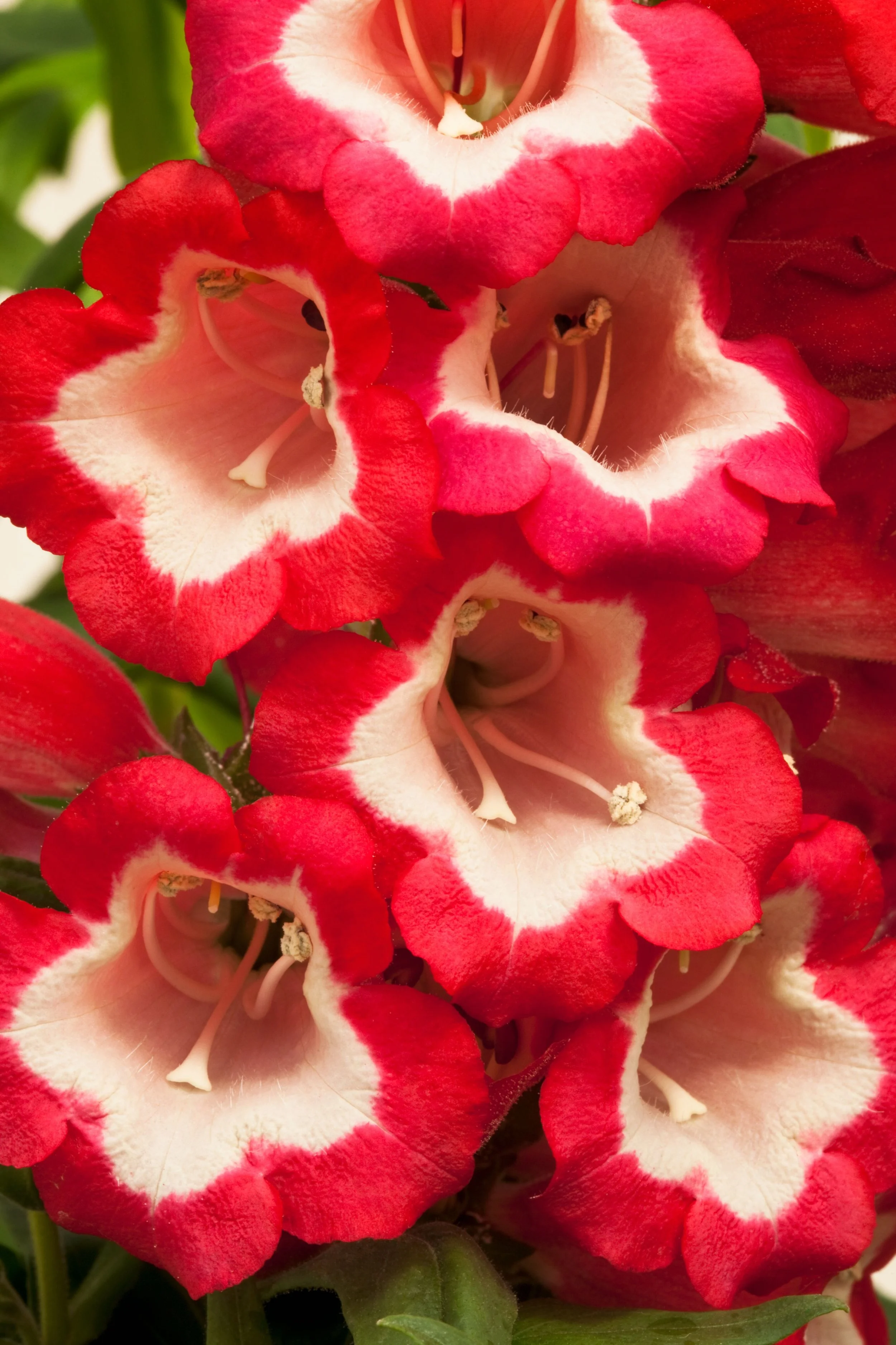 Penstemon Arabesque® Red — ThinkPlants