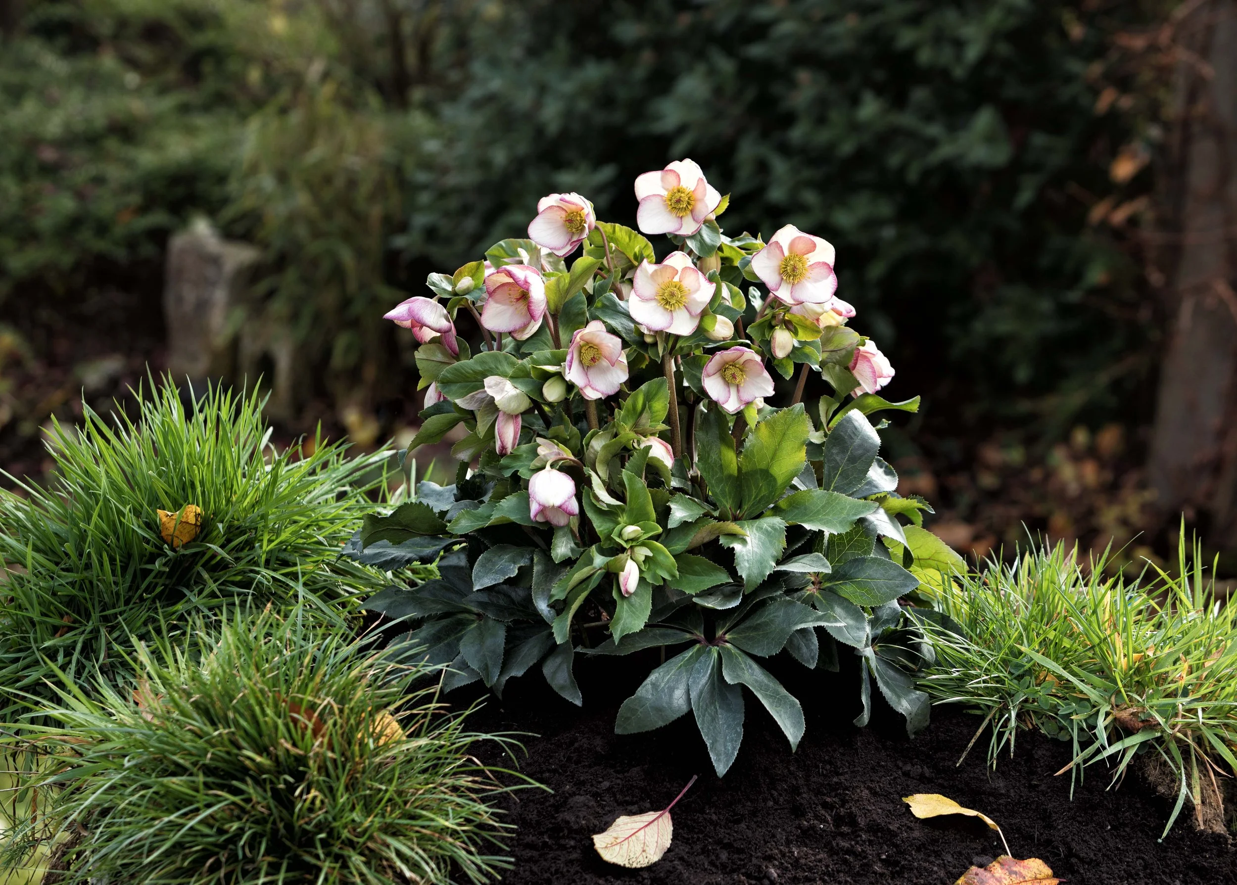 Helleborus HGC® Ice N' Roses® Picotee — ThinkPlants