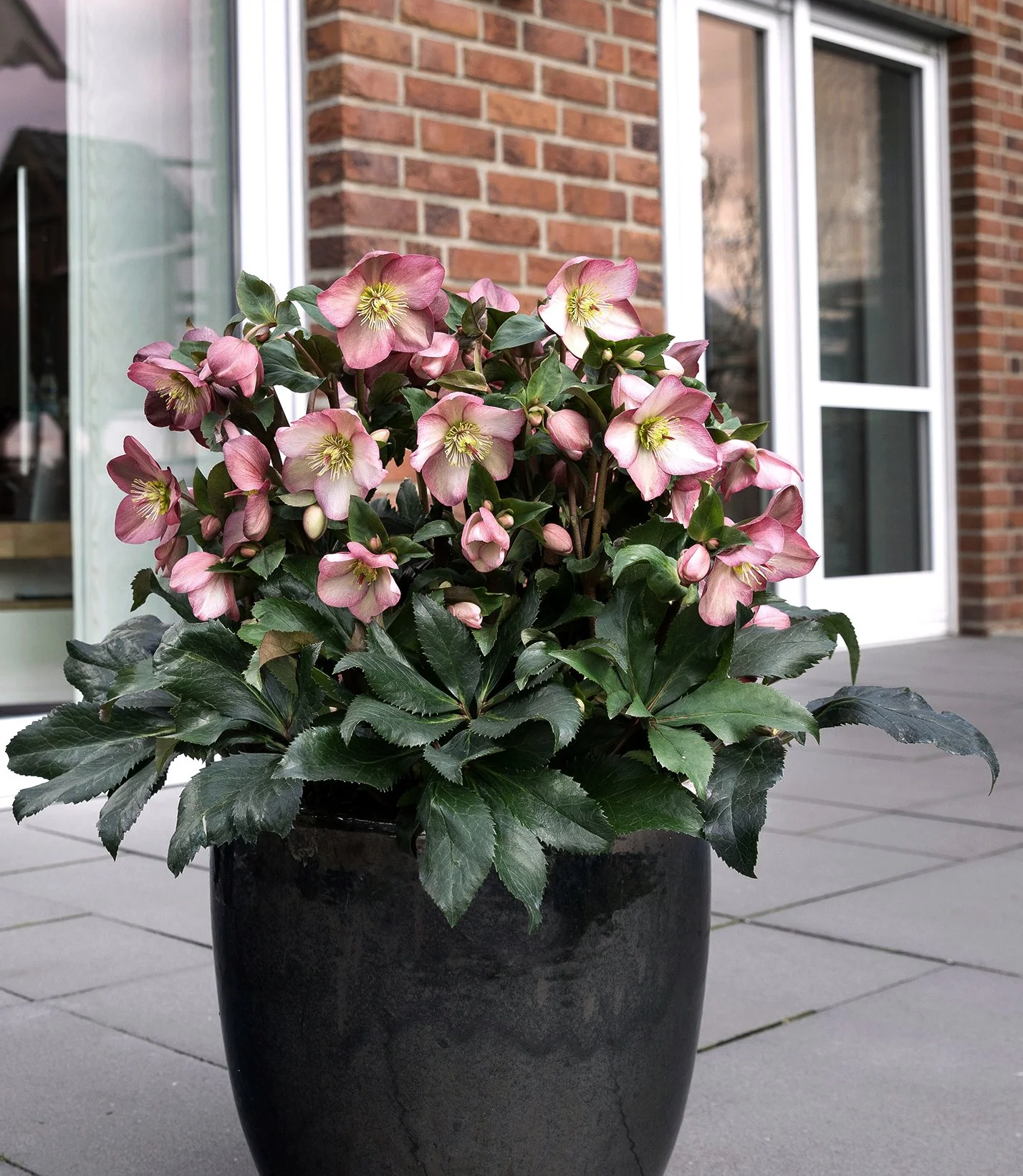Helleborus HGC® Ice N' Roses® Picotee — ThinkPlants