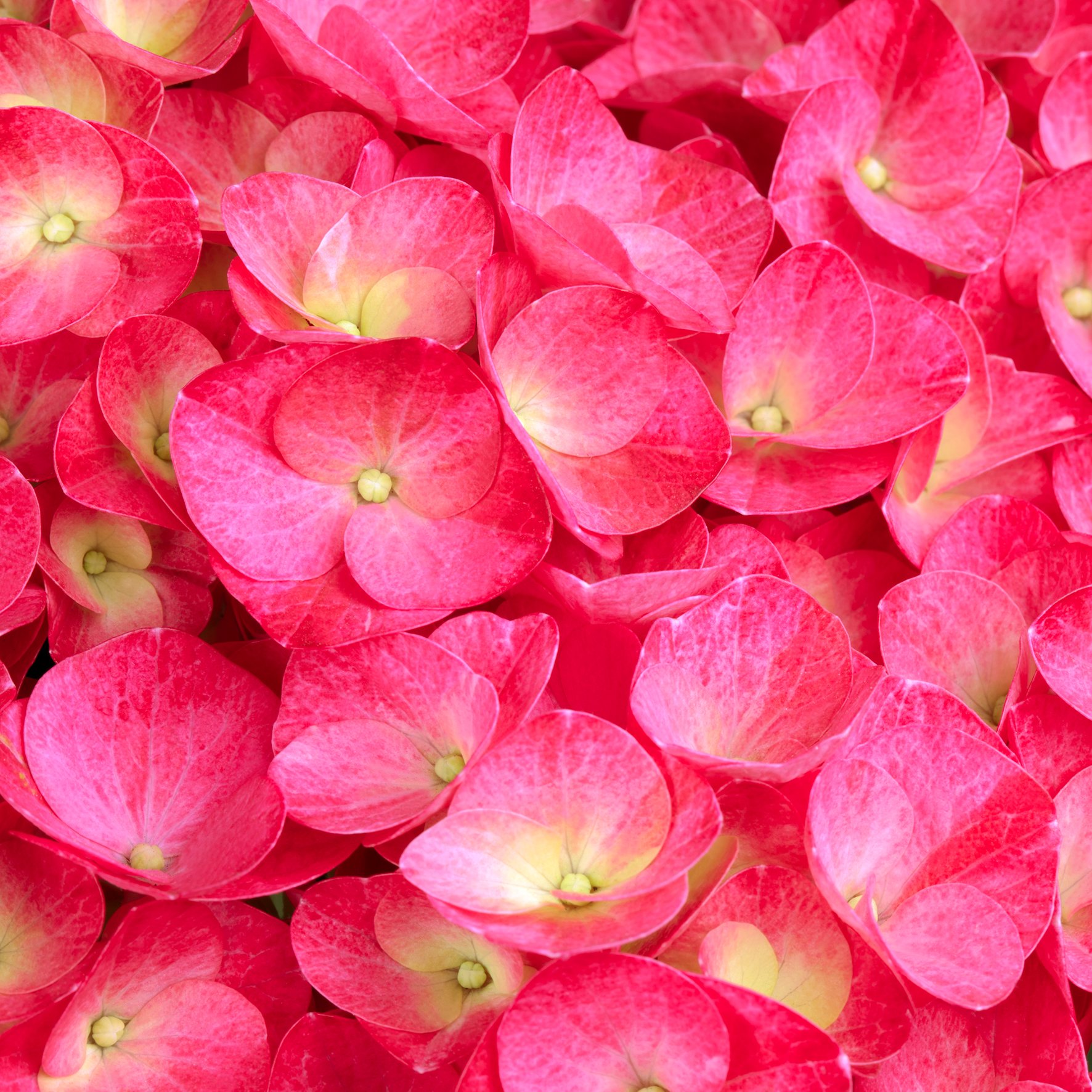 Hydrangea macrophylla HI Horizon — ThinkPlants