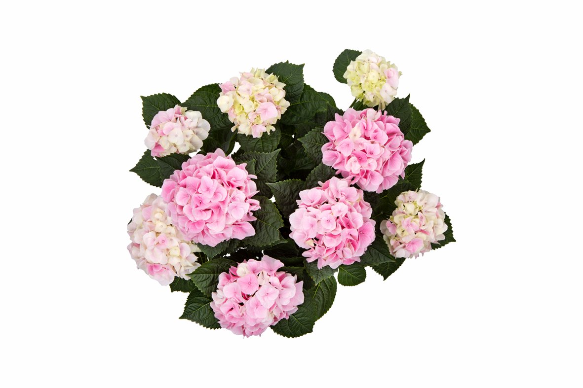 Hydrangea macrophylla HI Diamond — ThinkPlants