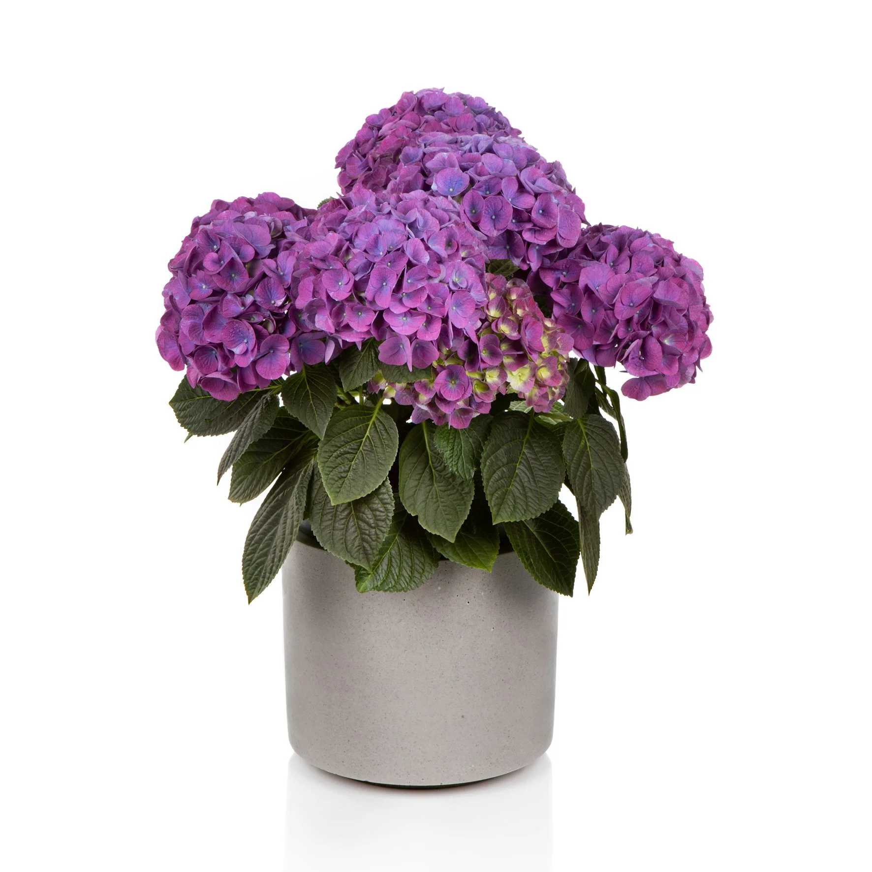 Hydrangea macrophylla HI Horizon — ThinkPlants
