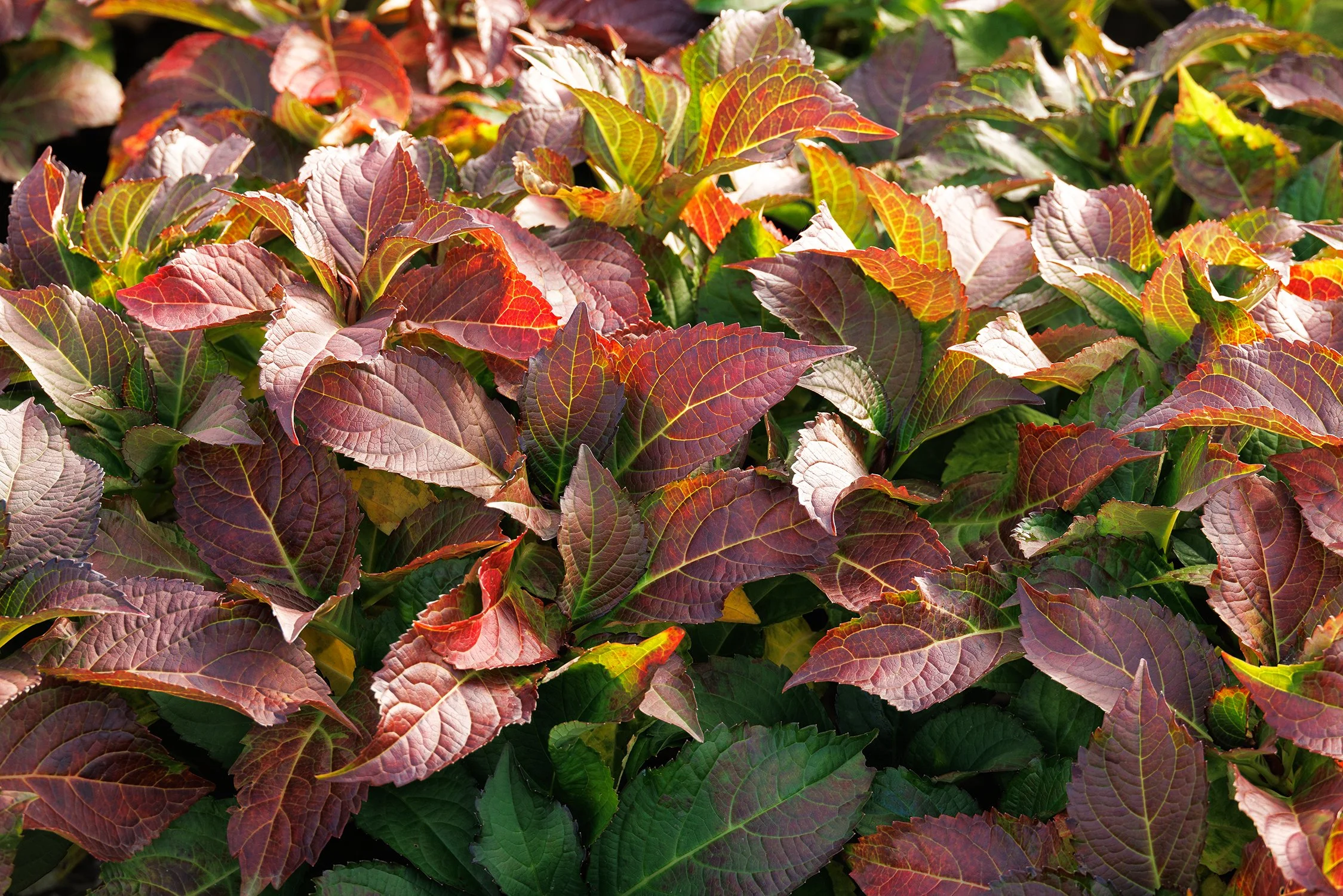 Hydrangea macrophylla Seaside Serenade® Fire Island — ThinkPlants