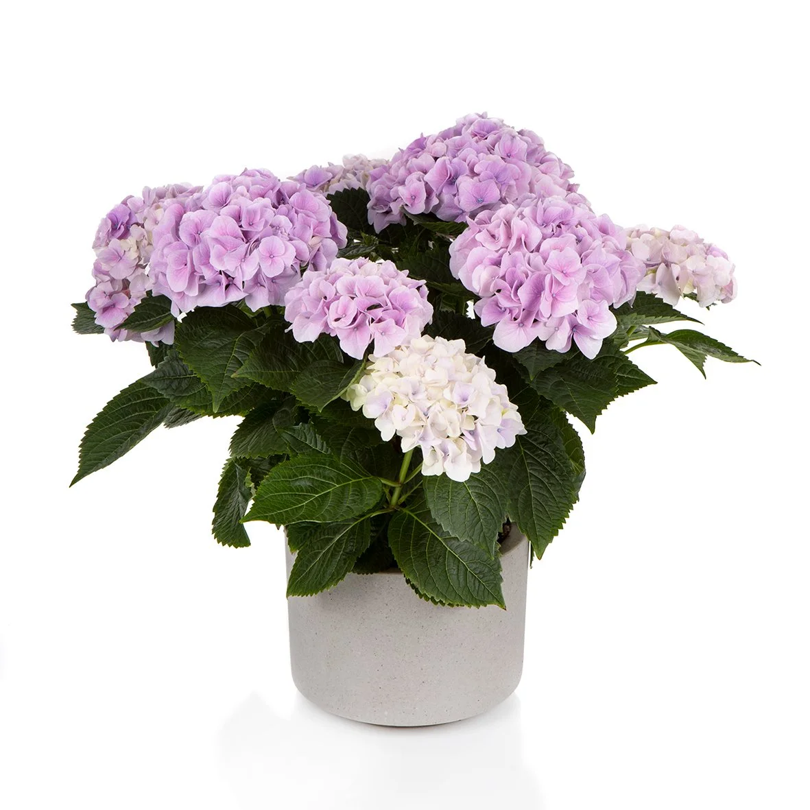 Hydrangea macrophylla HI Diamond — ThinkPlants