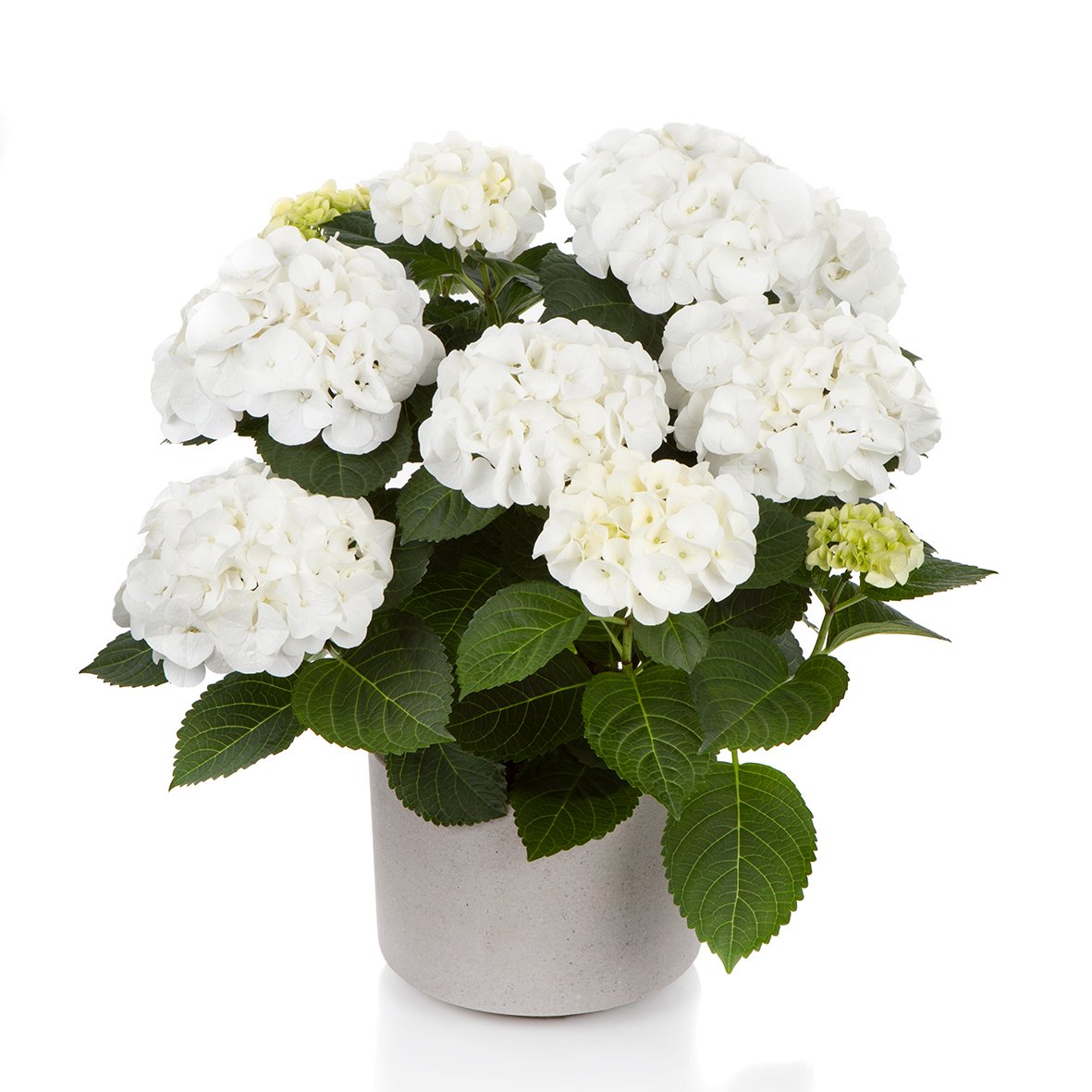 Hydrangea macrophylla HI Ice — ThinkPlants