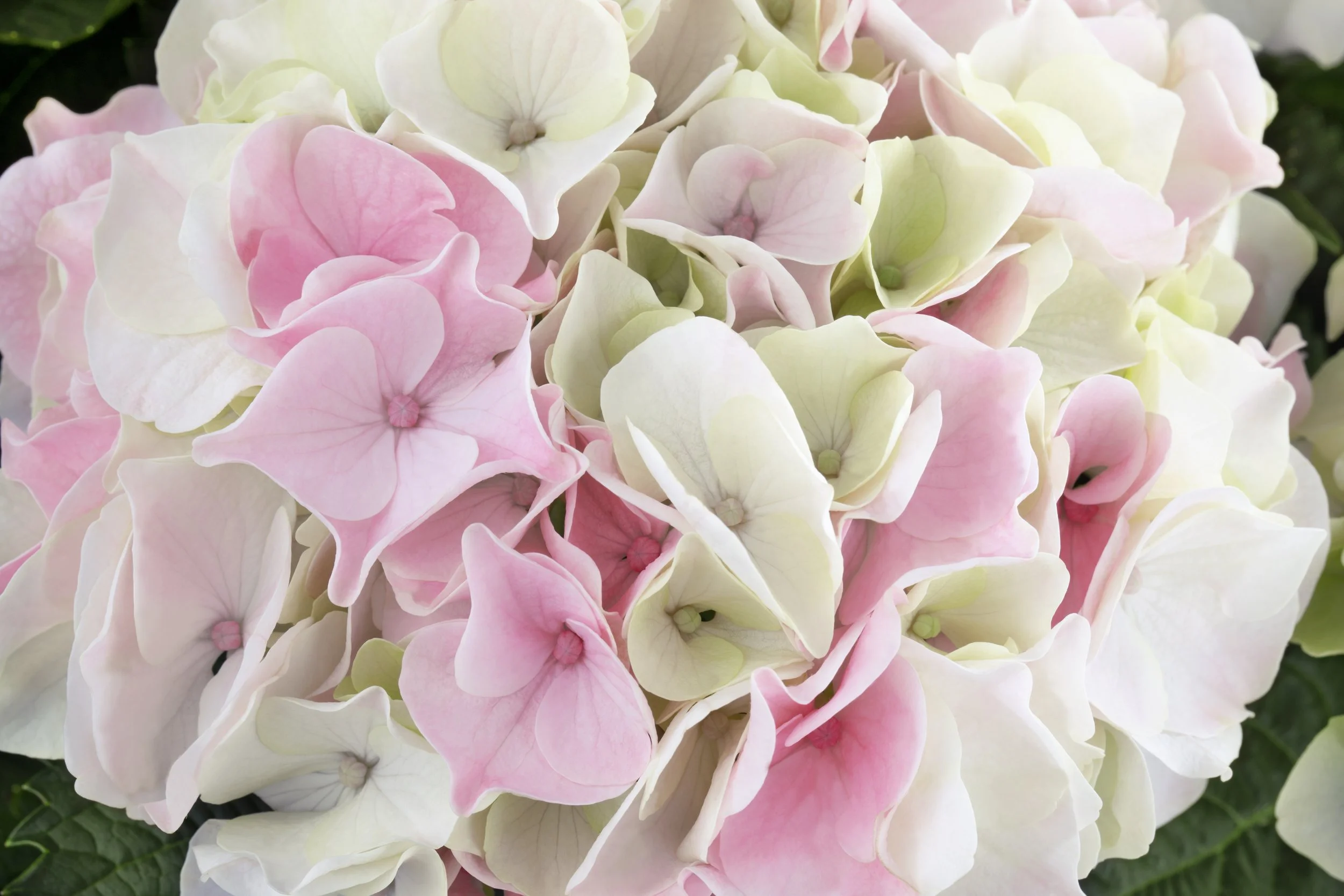 Hydrangea macrophylla HI Diamond — ThinkPlants