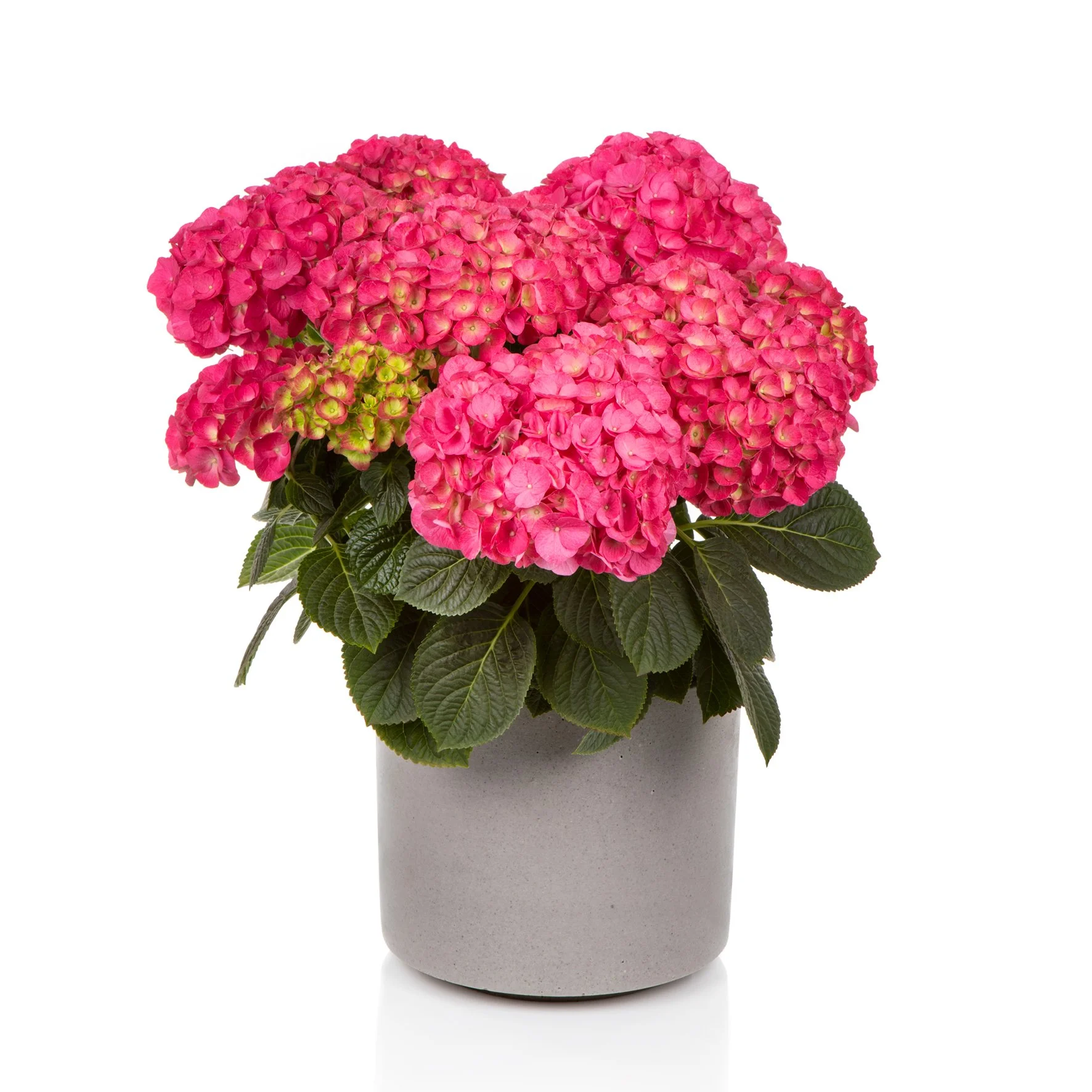 Hydrangea macrophylla HI Horizon — ThinkPlants