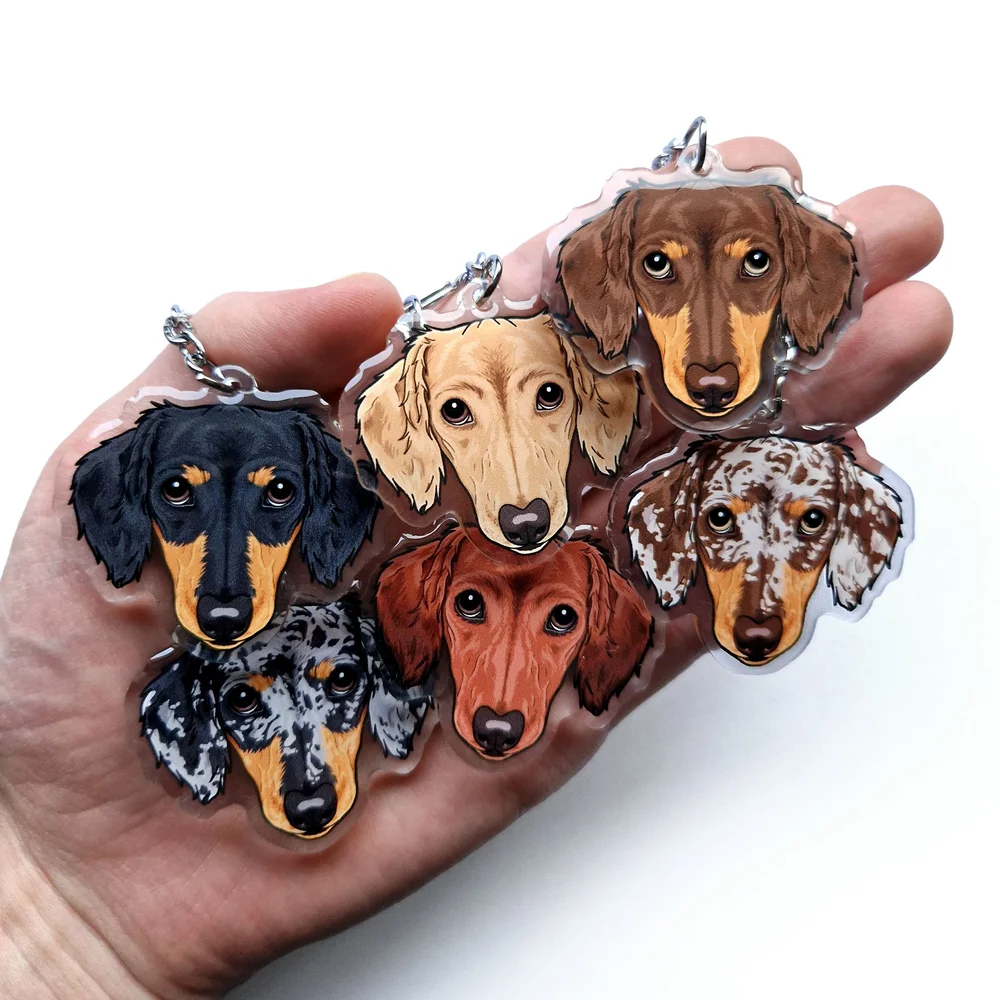 Dapple Wire Haired Dachshund