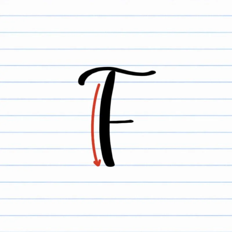 Calligraphy F: Uppercase, Lowercase, Strokes & Practice