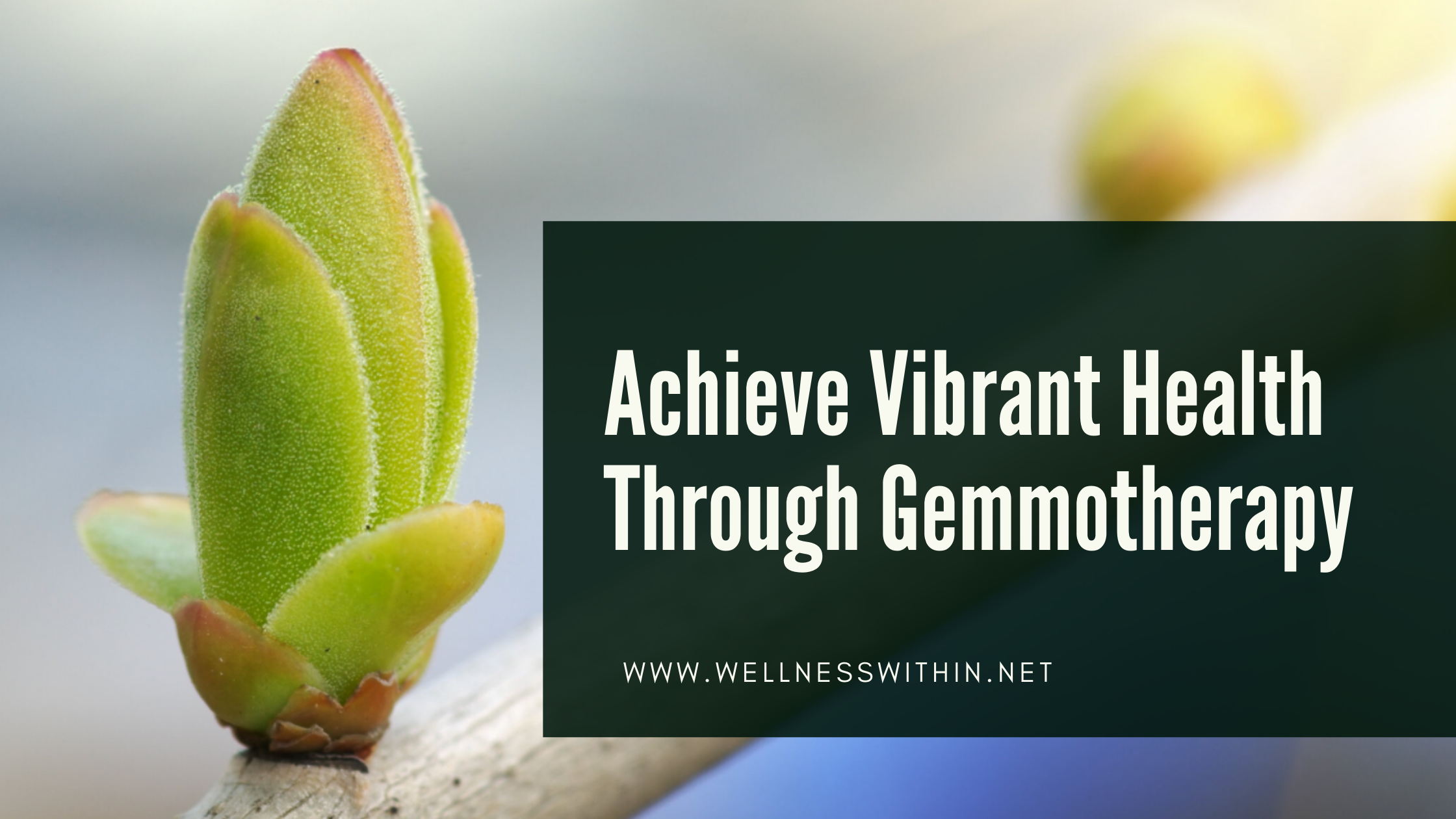 Achieve Vibrant Health Through Gemmotherapy — WELLNESS WITHIN