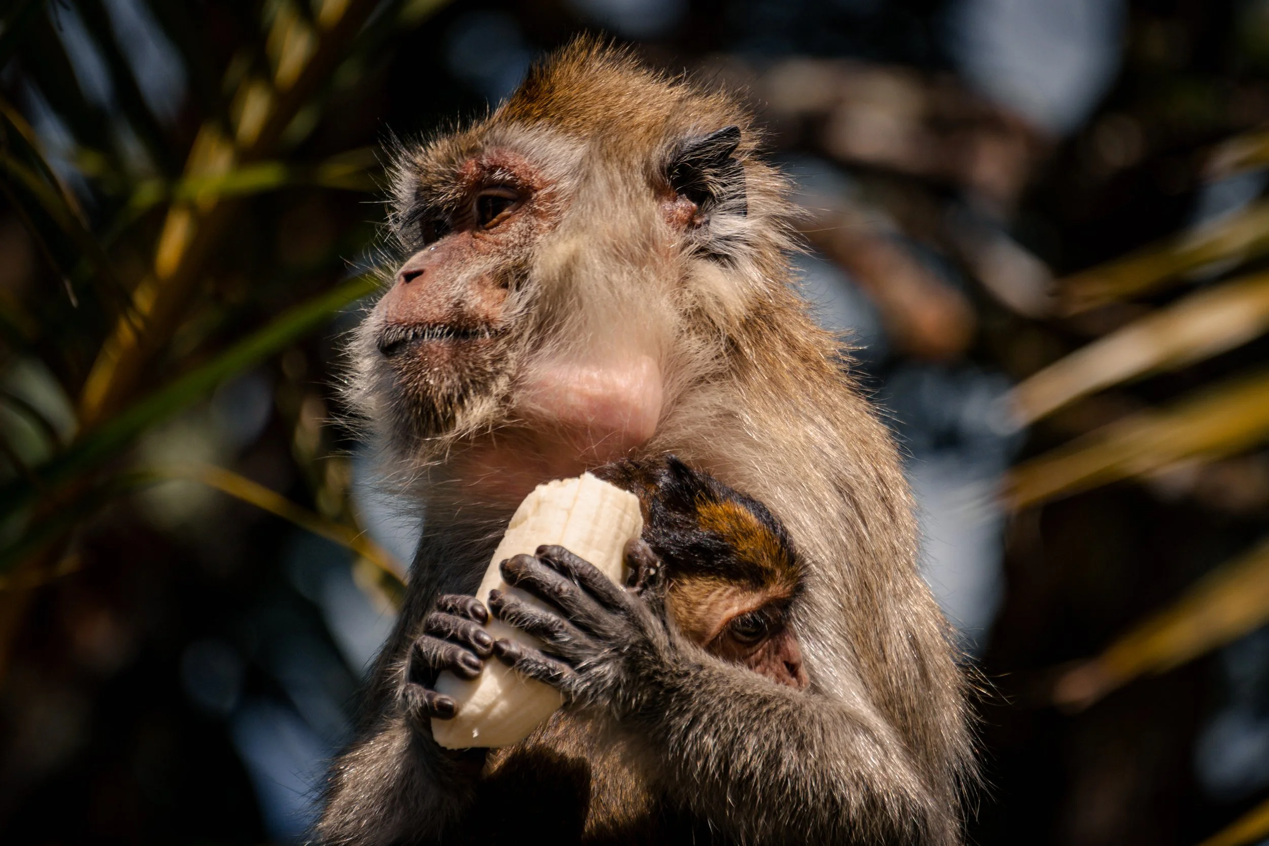 Where Can You Find Monkeys in Mauritius? — Naturally by Chloe