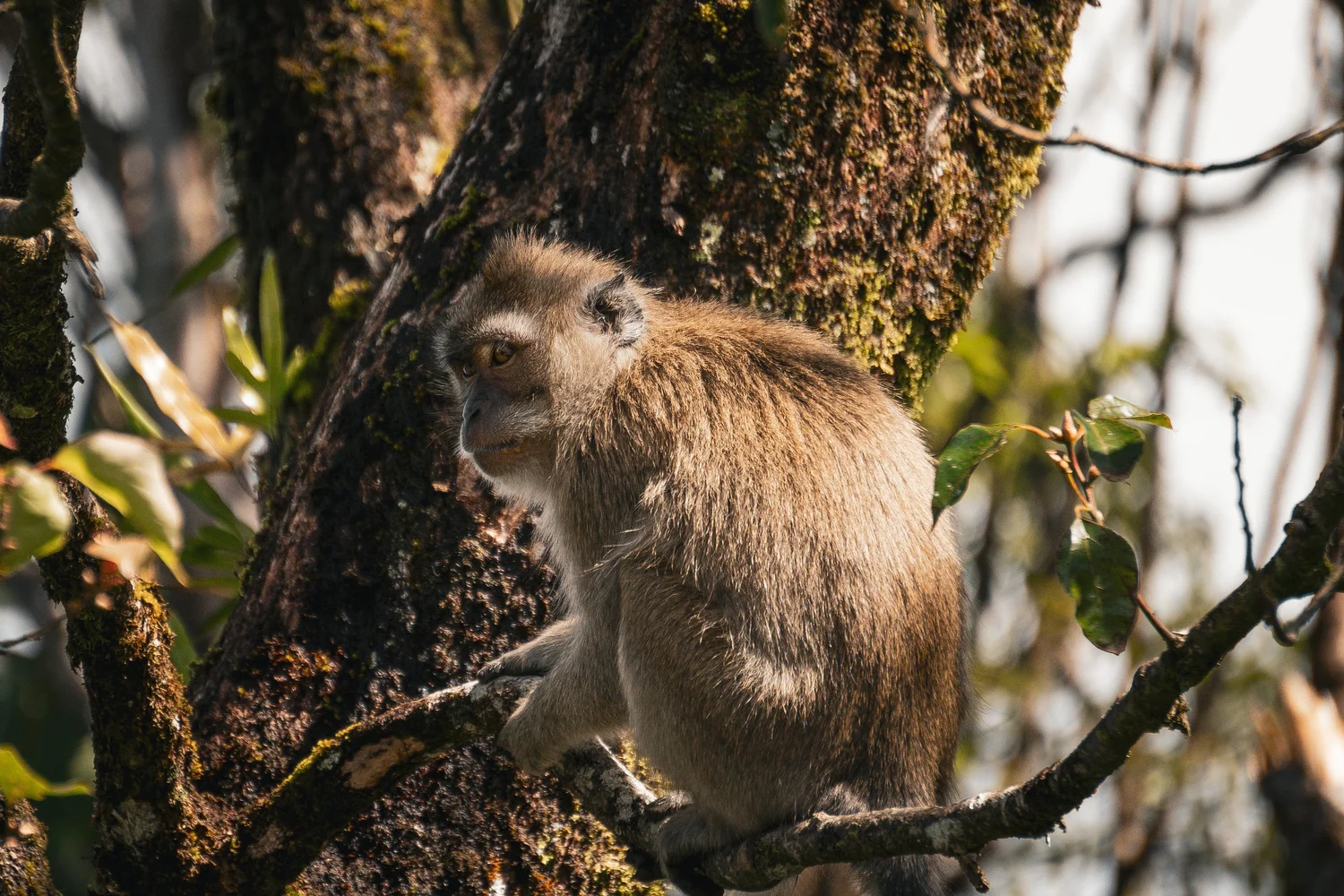 Where Can You Find Monkeys in Mauritius? — Naturally by Chloe