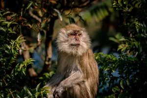 Where Can You Find Monkeys in Mauritius? — Naturally by Chloe