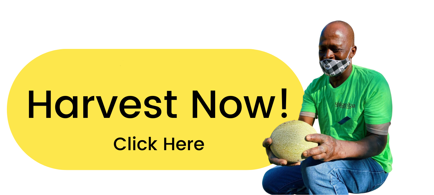 Sign Up to Harvest — Iskashitaa Refugee Network