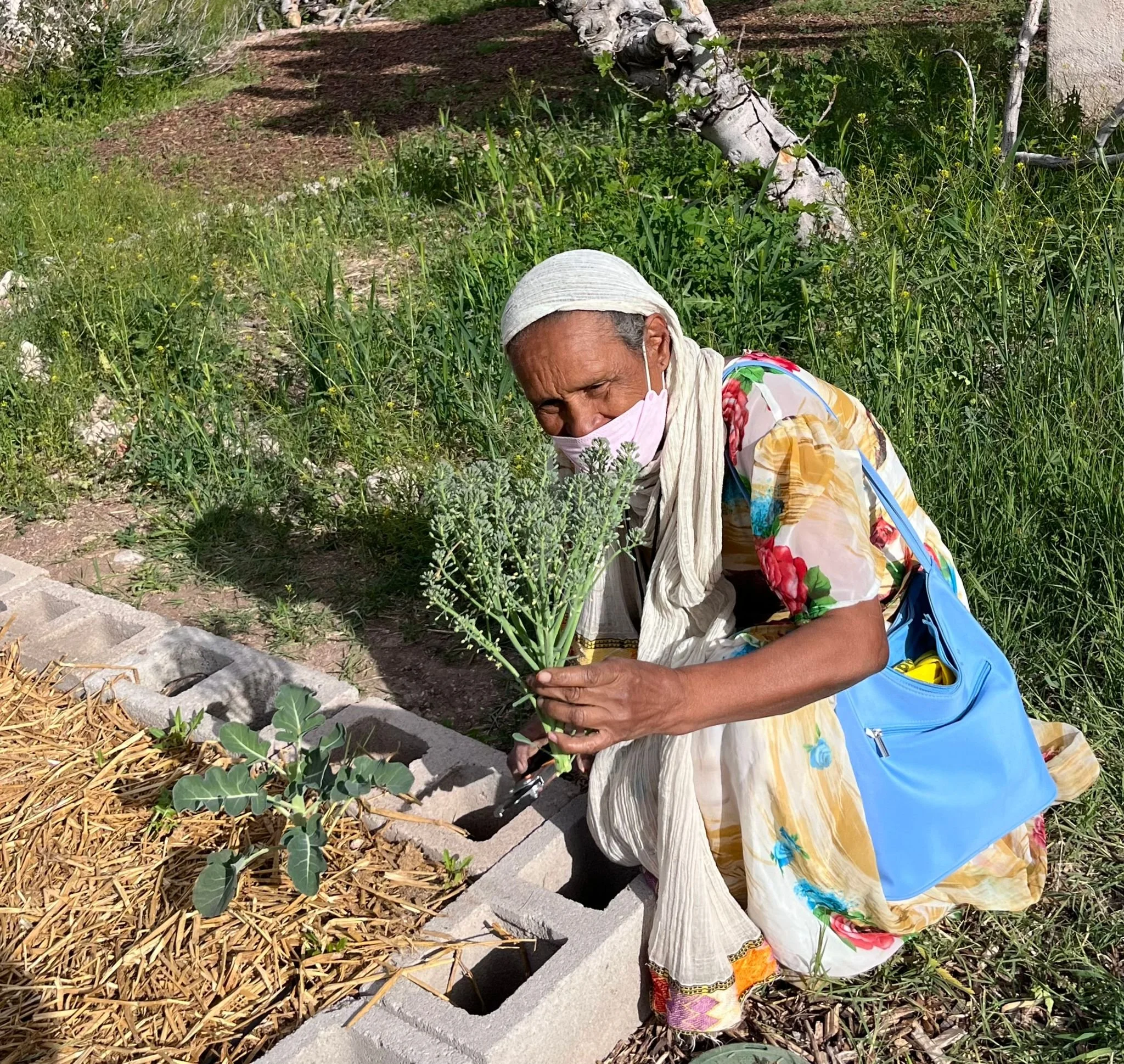 Refugee Garden Art Program — Iskashitaa Refugee Network