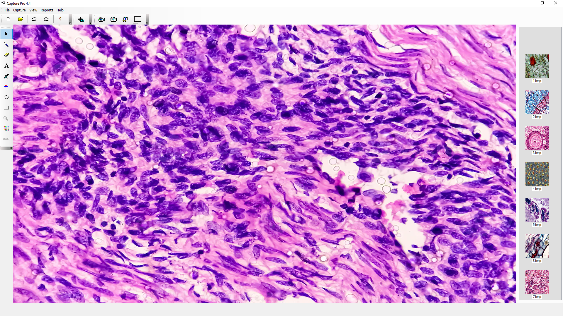 Capture Pro Enhance Your Imaging Today Microscope Software Dewinter Capture Pro Enhance Your Imaging Today Microscope Software Dewinter