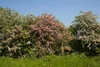 Bulwick Estates