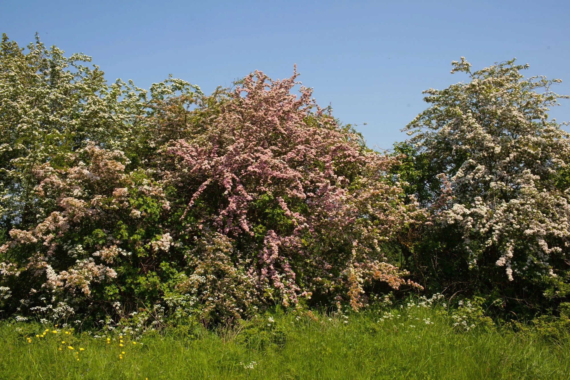 Bulwick Estates