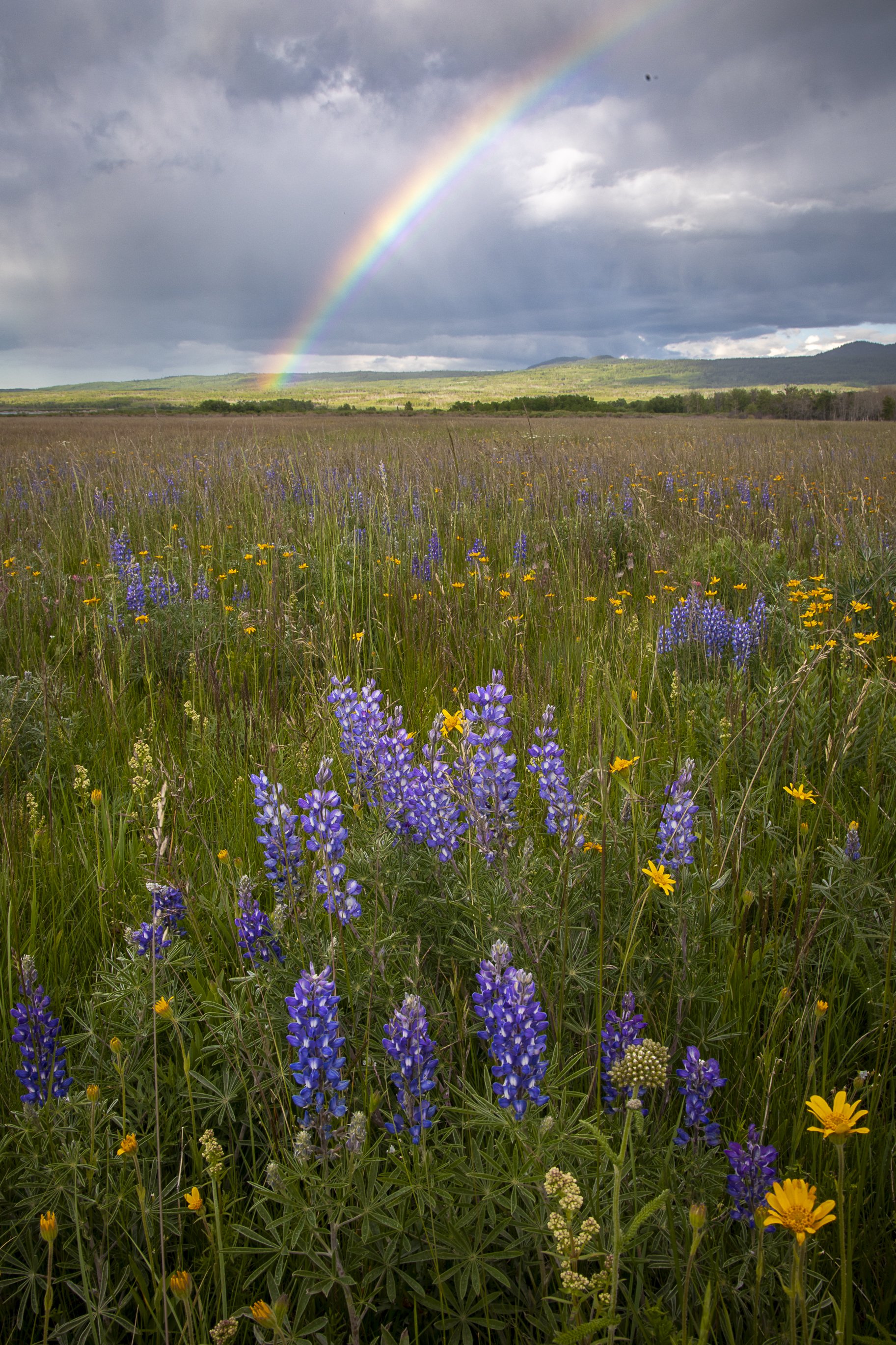 Tips For Using Foreground Elements In Your Photography — OFFBEAT ...