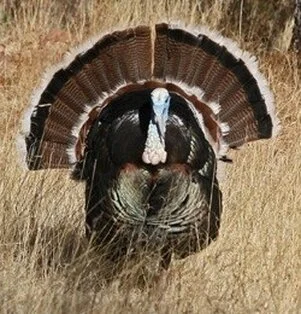 Gould's Turkey — NWTF-Arizona