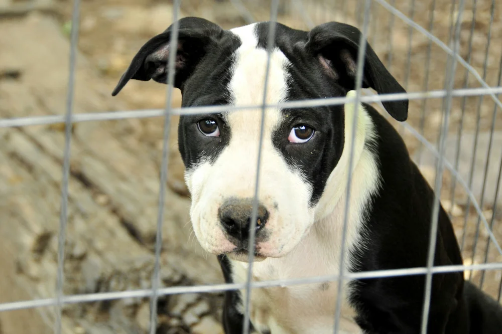 Animal Cruelty | Support Animal Welfare Today — Montgomery County ...
