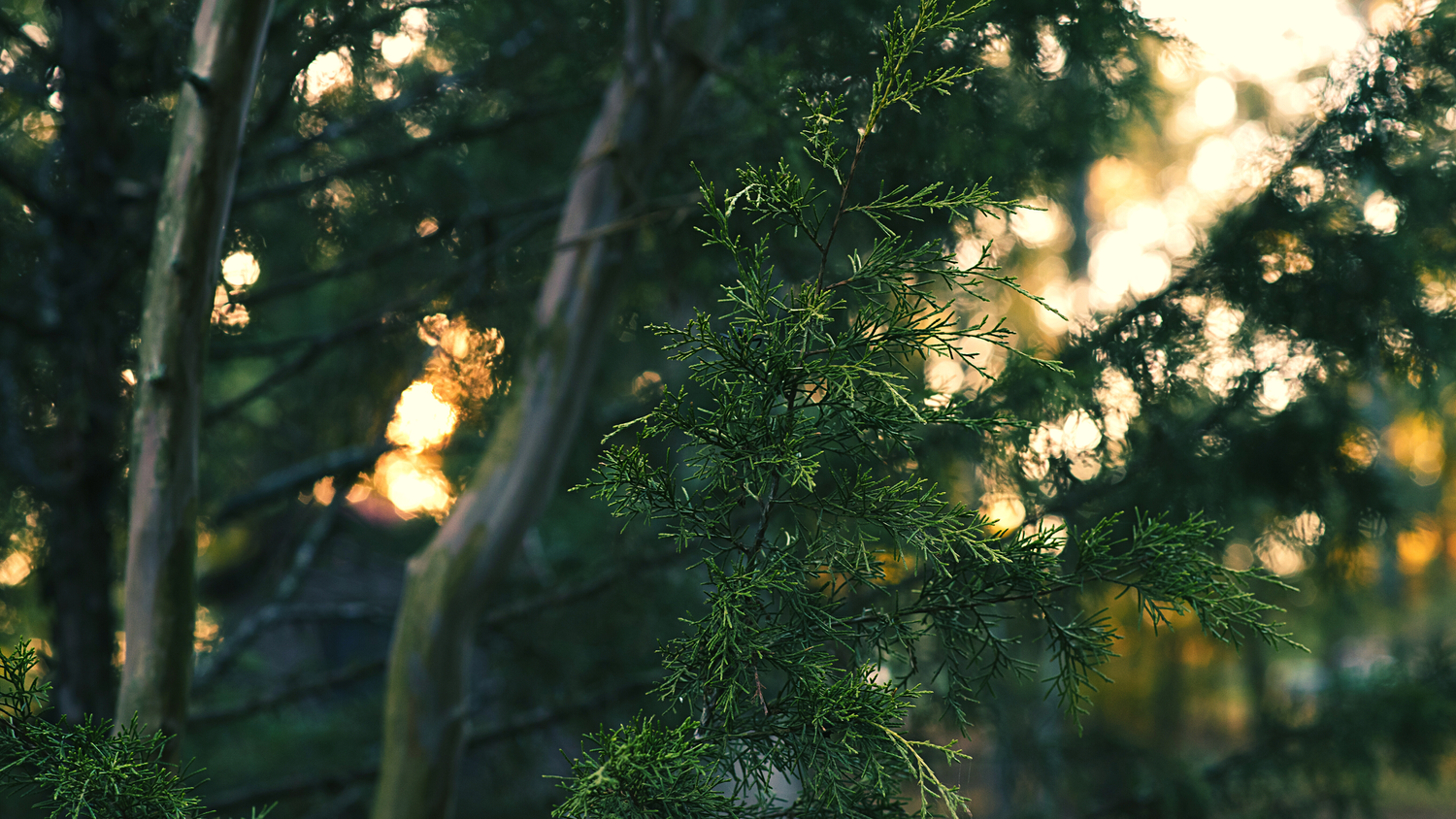 model — Evergreen Cypress