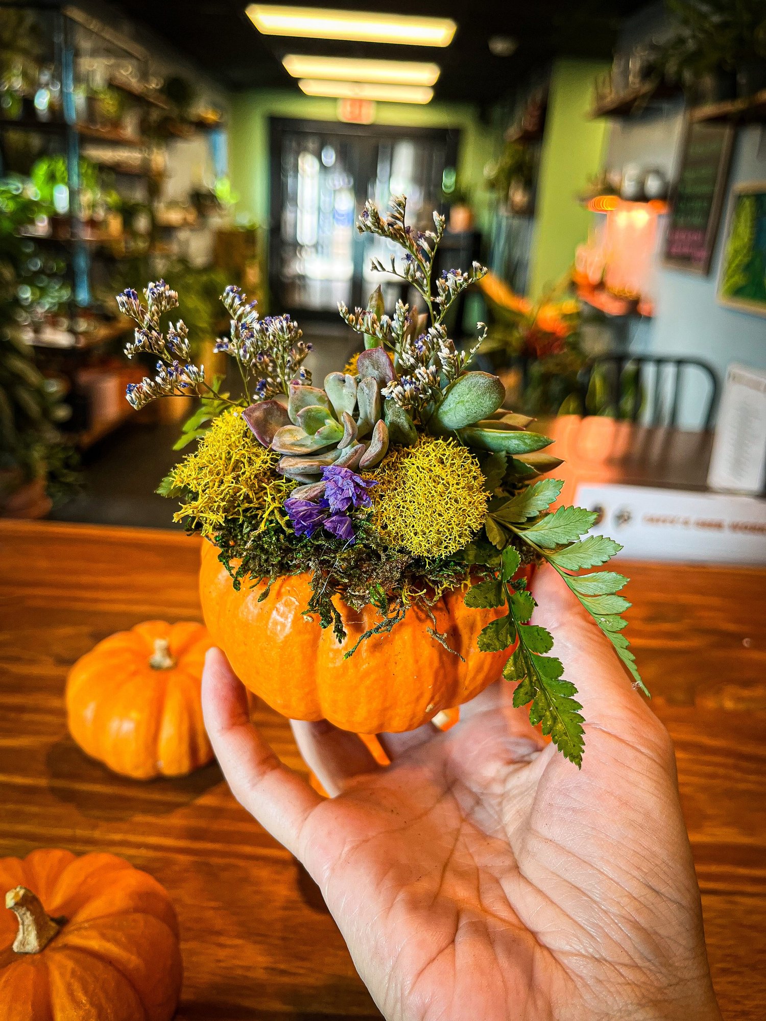 SHOP — Rock n' Roots Plant Co.