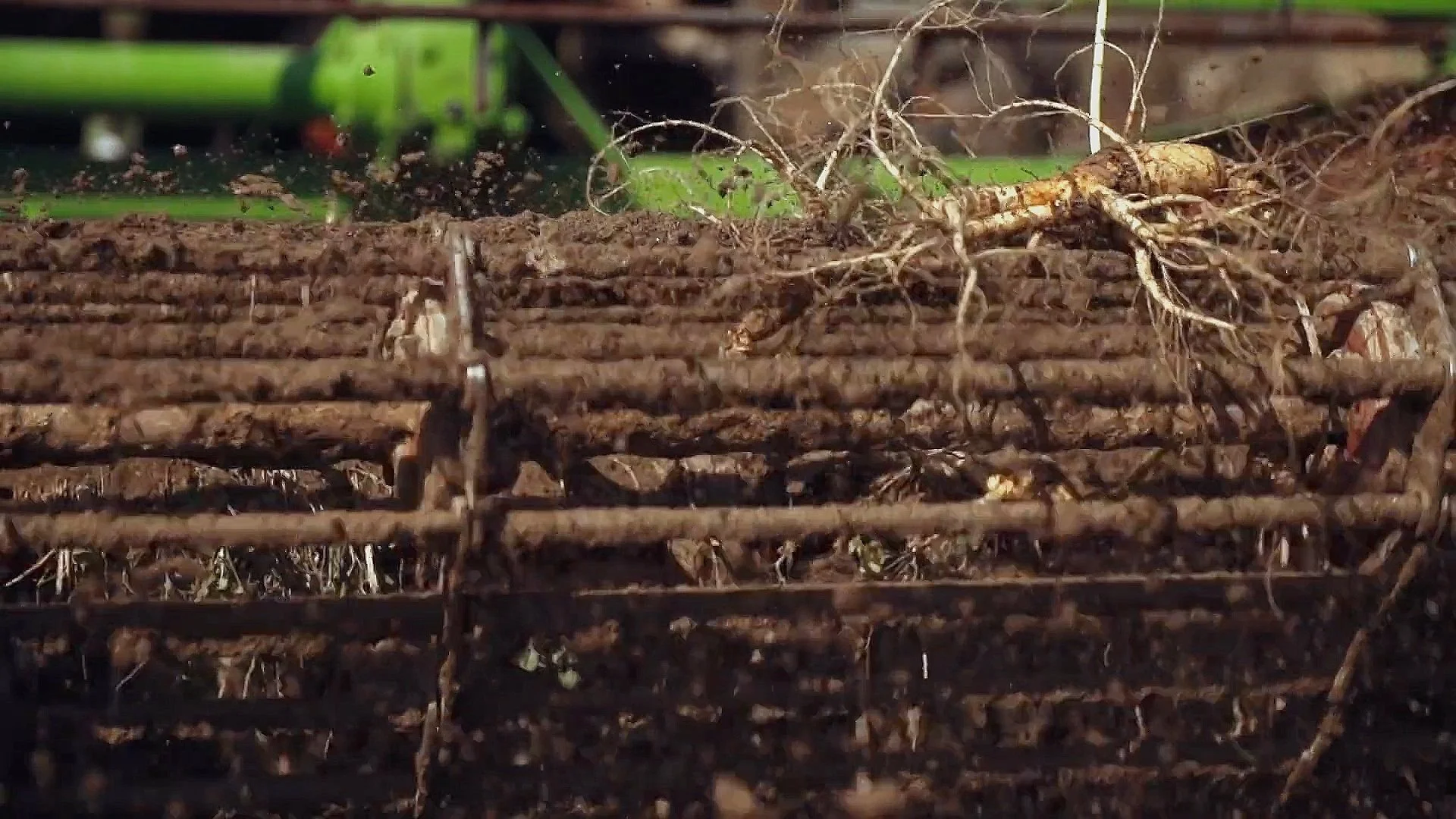 Auragin Ginseng | Brand Commercial — MOKTAN PRODUCTIONS