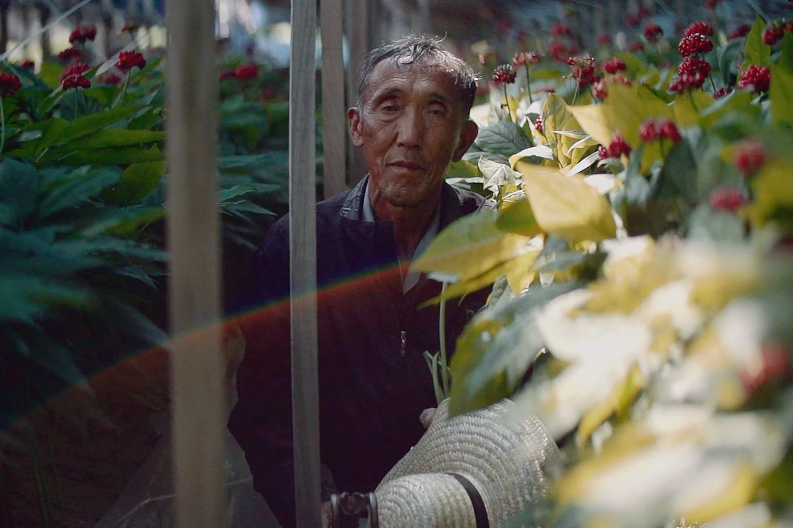 Auragin Ginseng | Brand Commercial — MOKTAN PRODUCTIONS