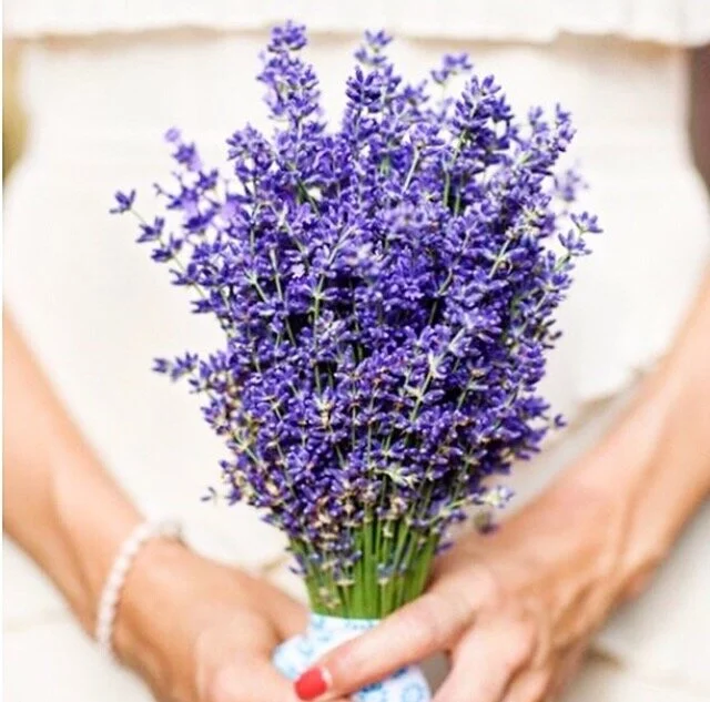 Gallery — Wild Daisy Farm